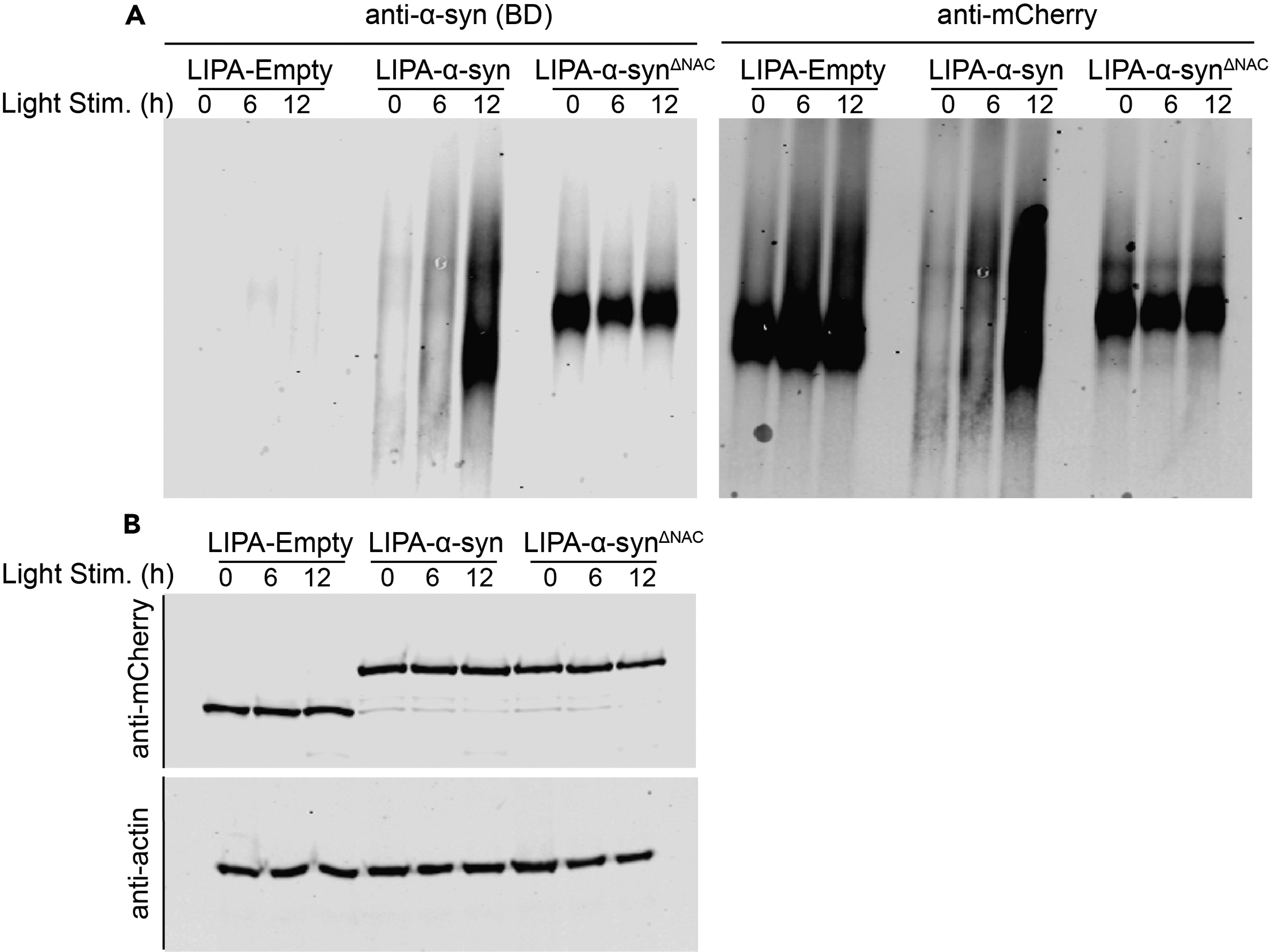 Cell Press: STAR Protocols