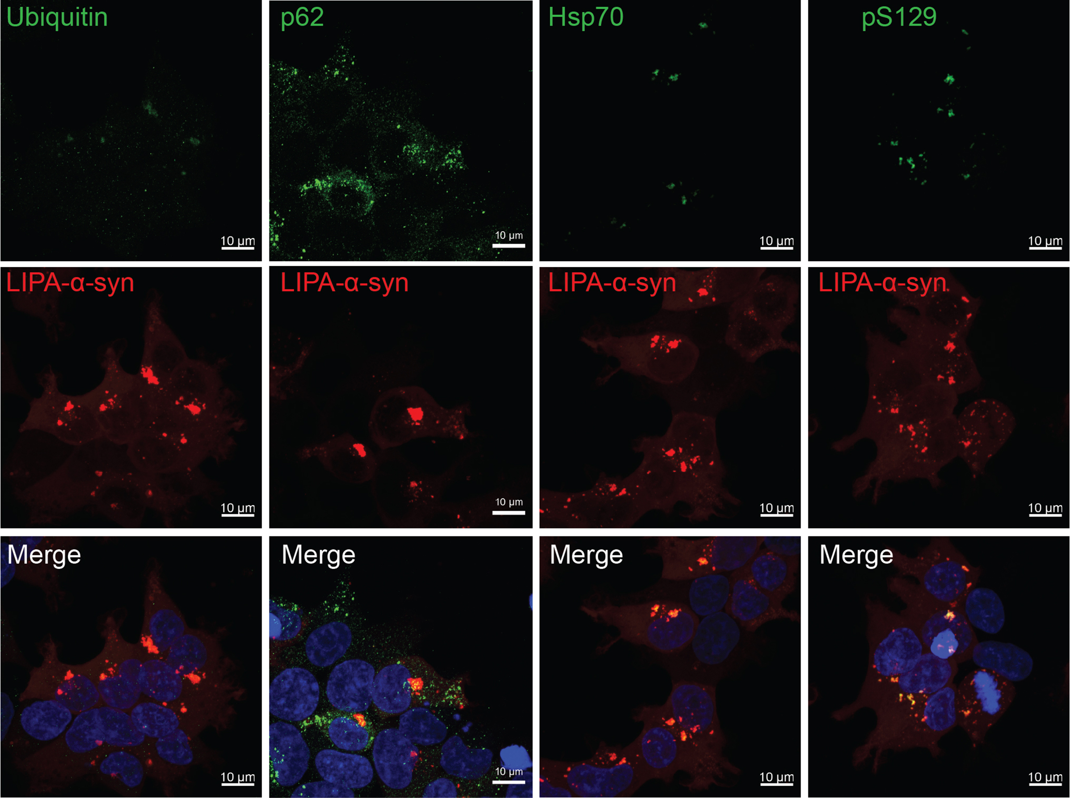 Cell Press: STAR Protocols