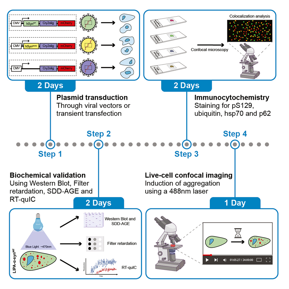 Cell Press: STAR Protocols
