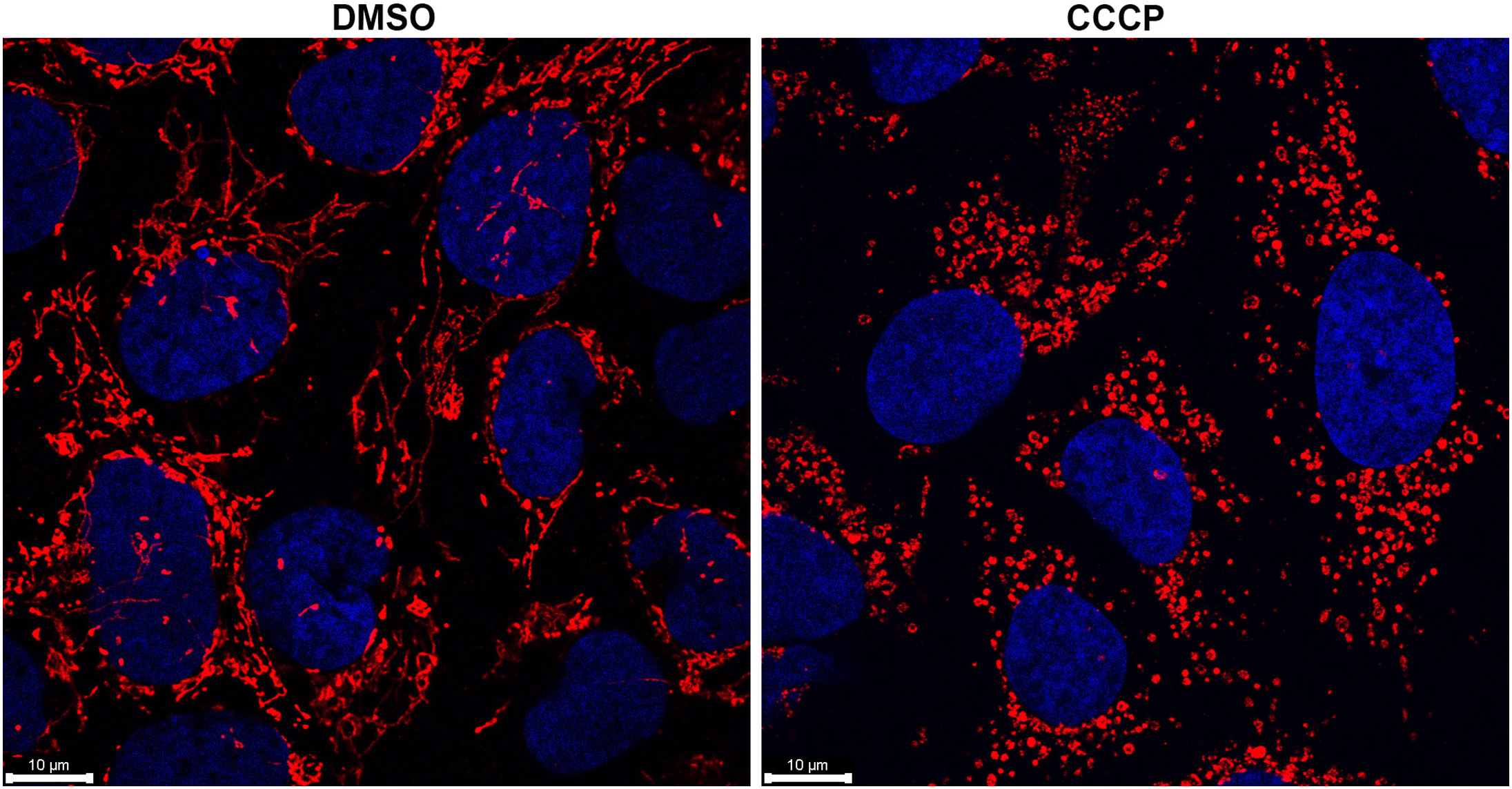 Cell Press: STAR Protocols