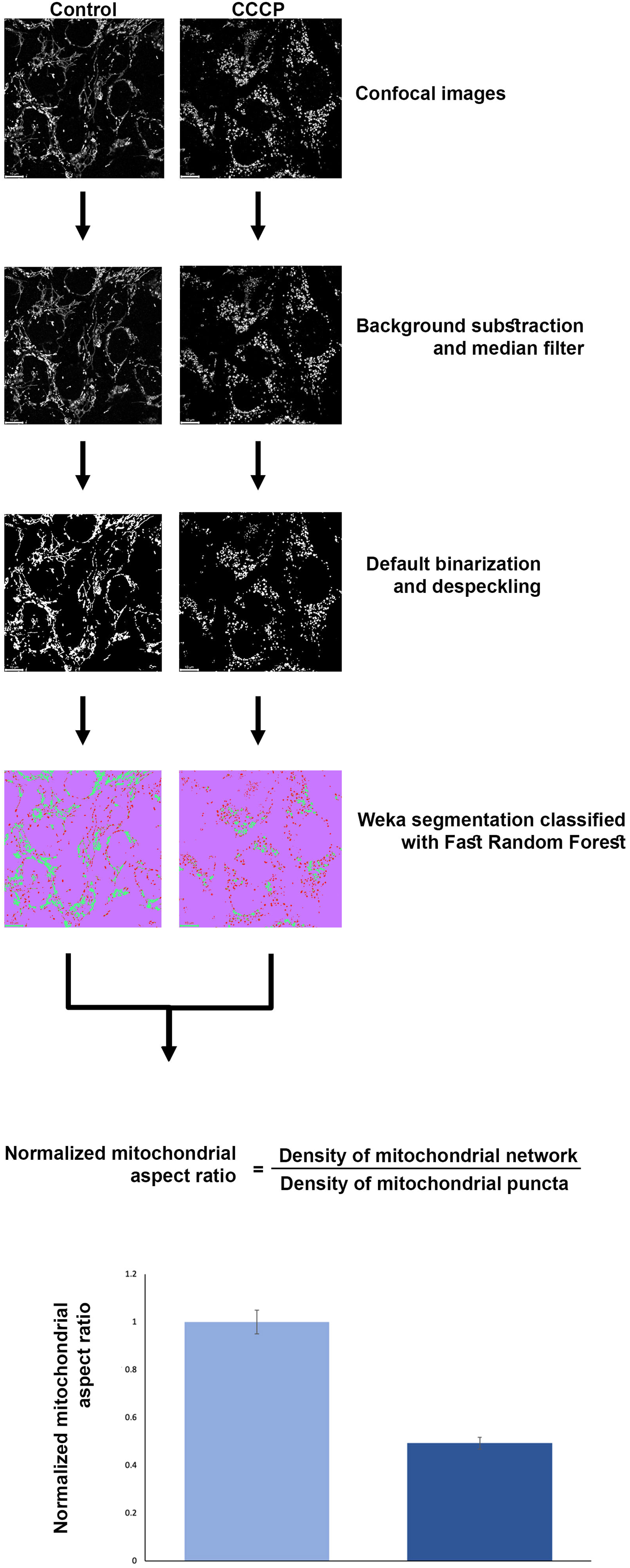 Cell Press: STAR Protocols