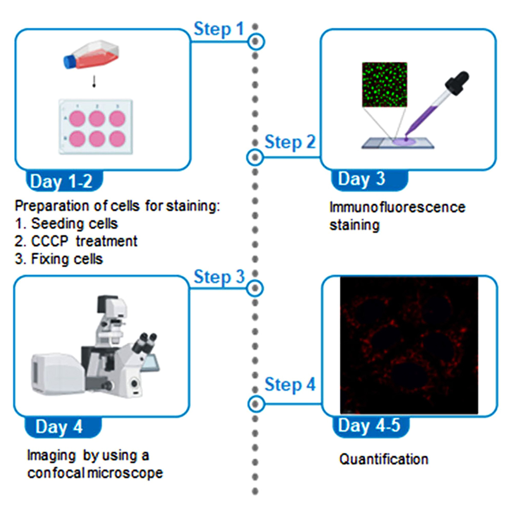 Cell Press: STAR Protocols