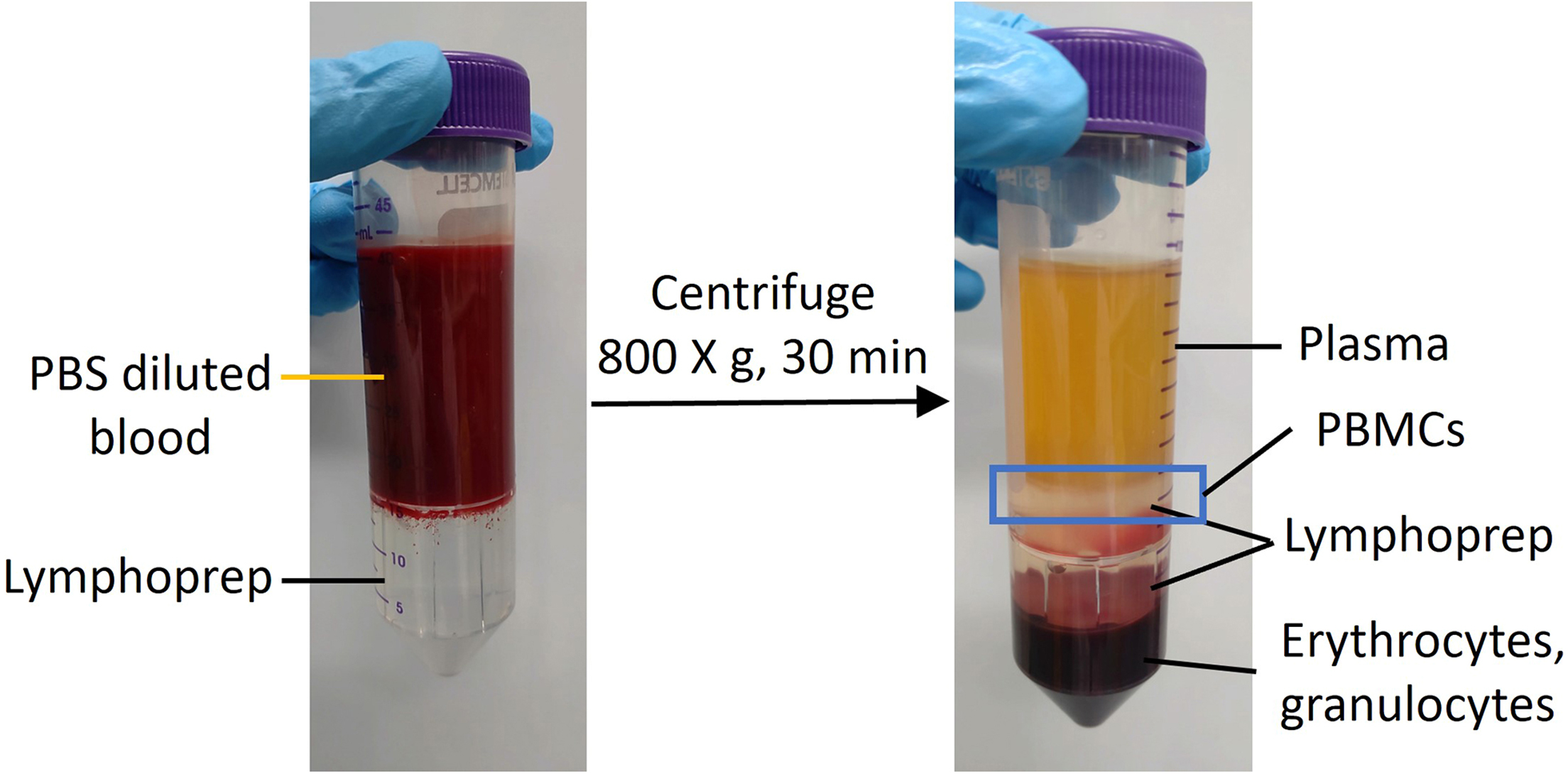 Cell Press: STAR Protocols