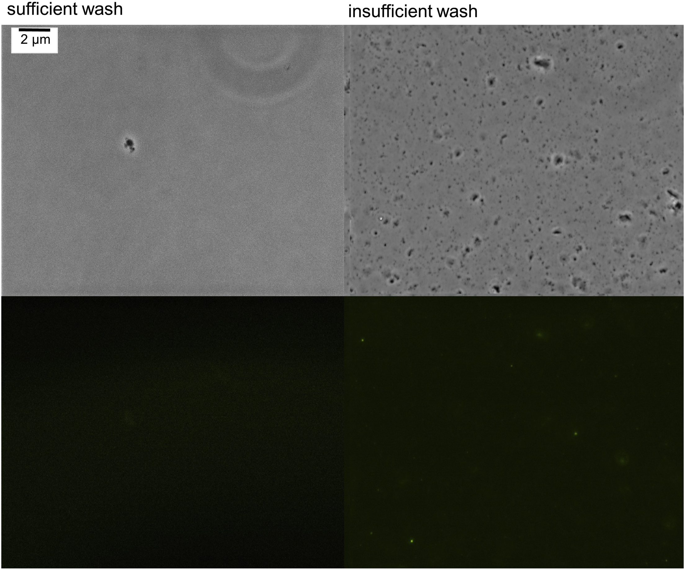 Cell Press: STAR Protocols