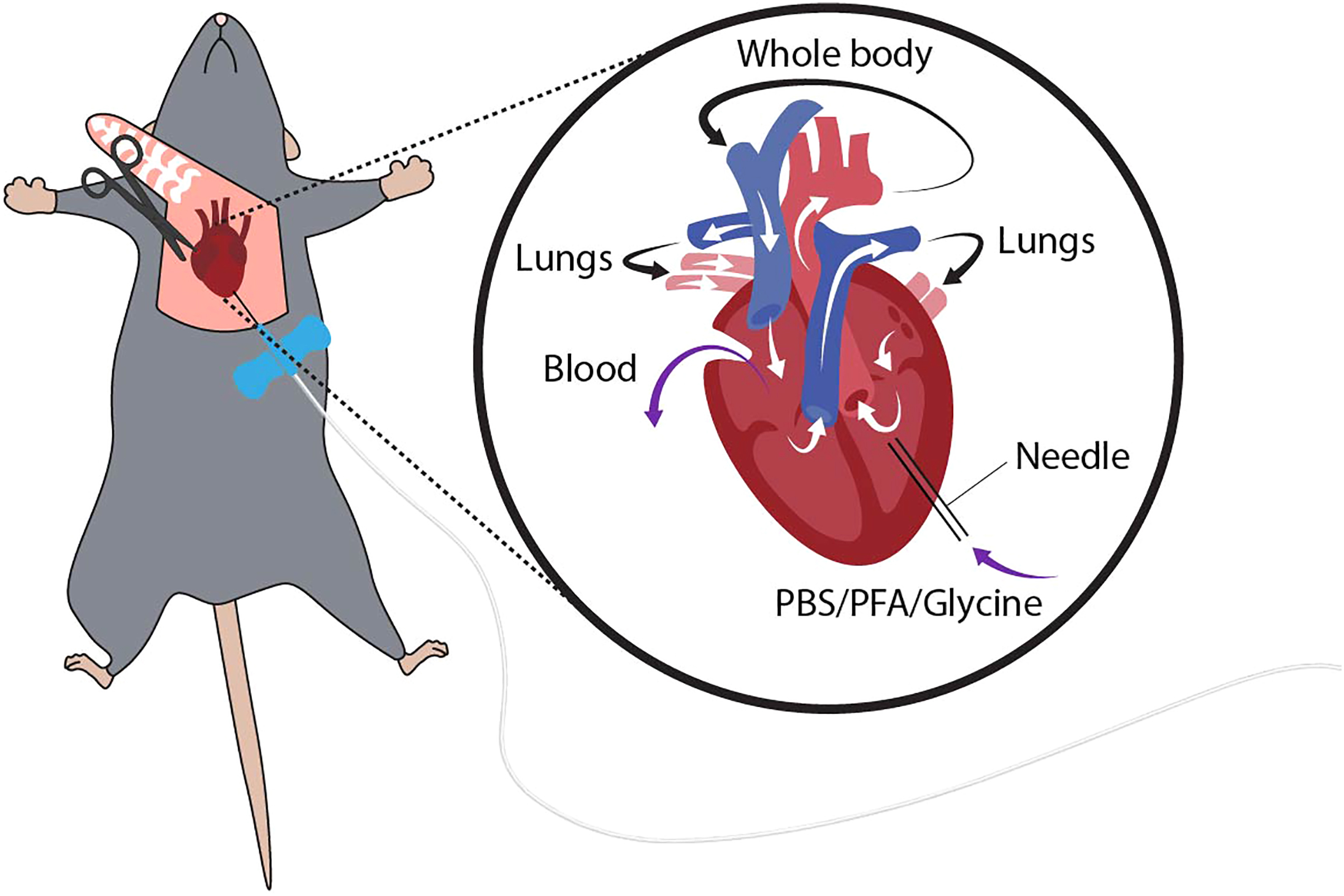 Cell Press: STAR Protocols