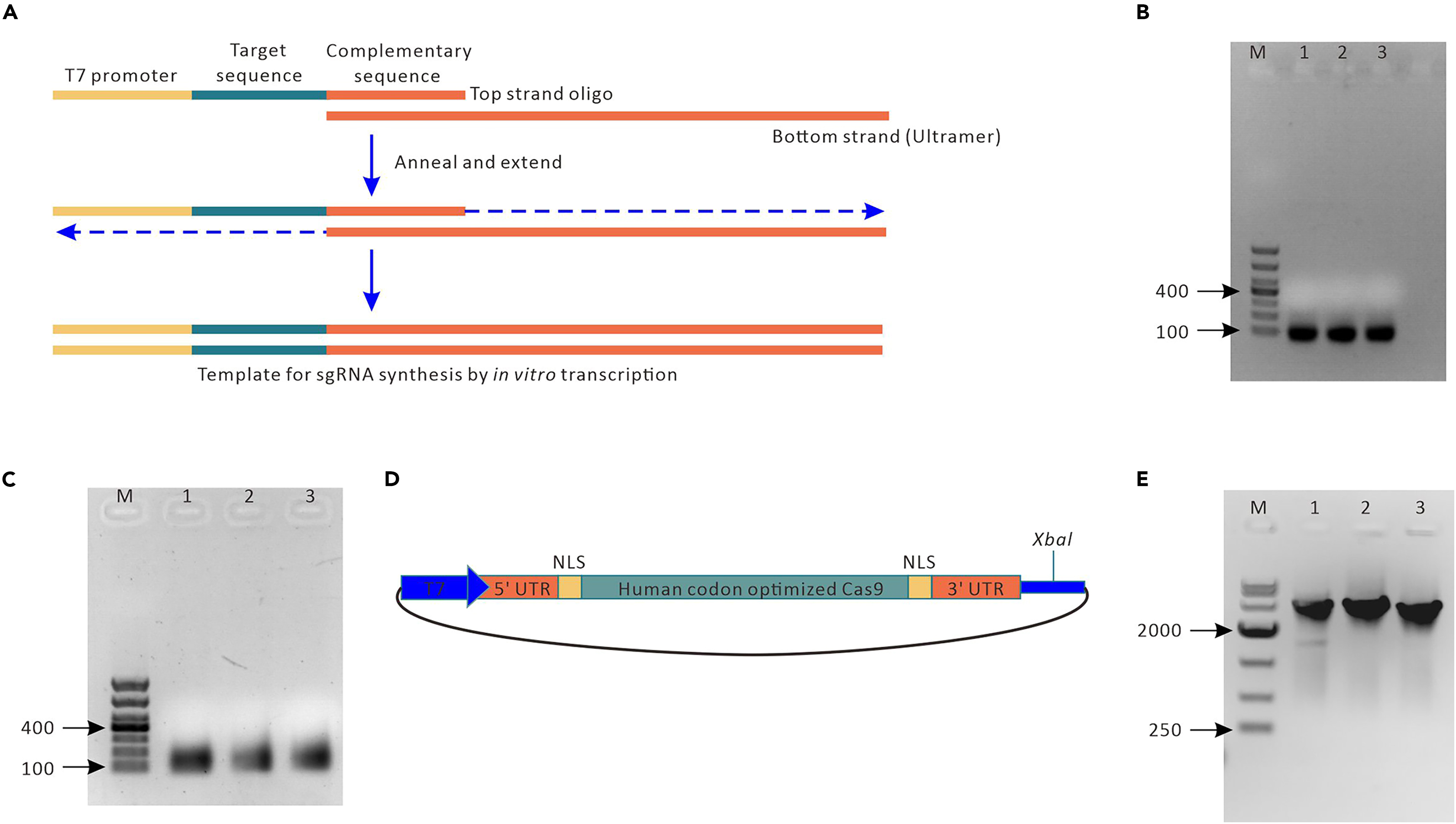 Cell Press: STAR Protocols
