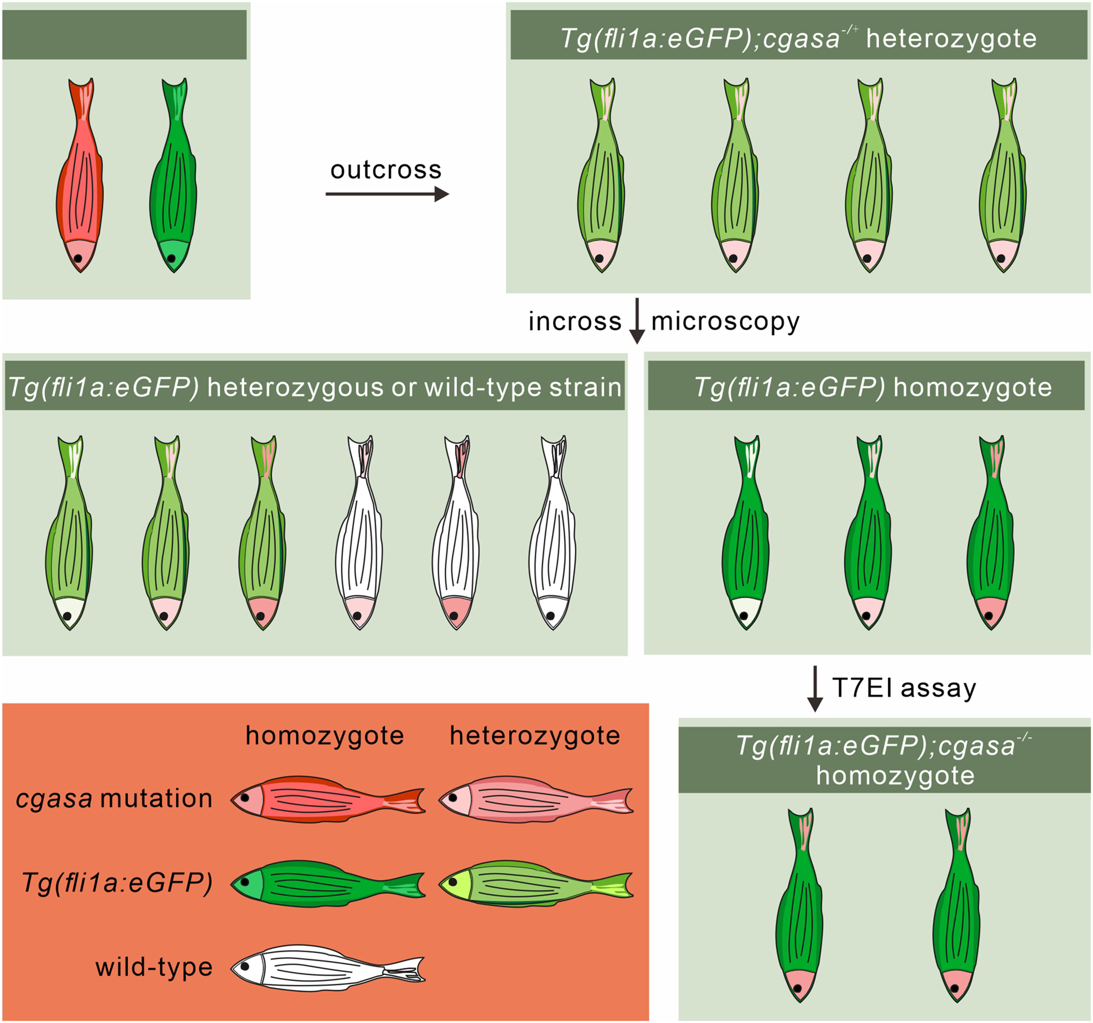 Cell Press: STAR Protocols