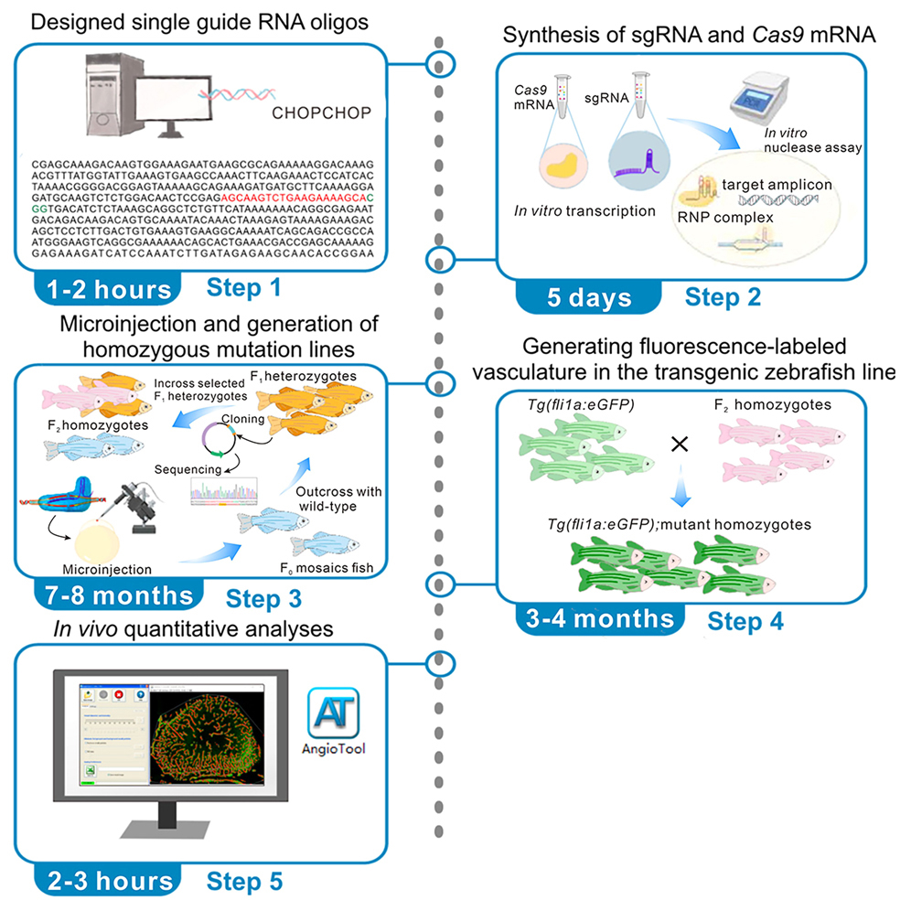 Cell Press: STAR Protocols