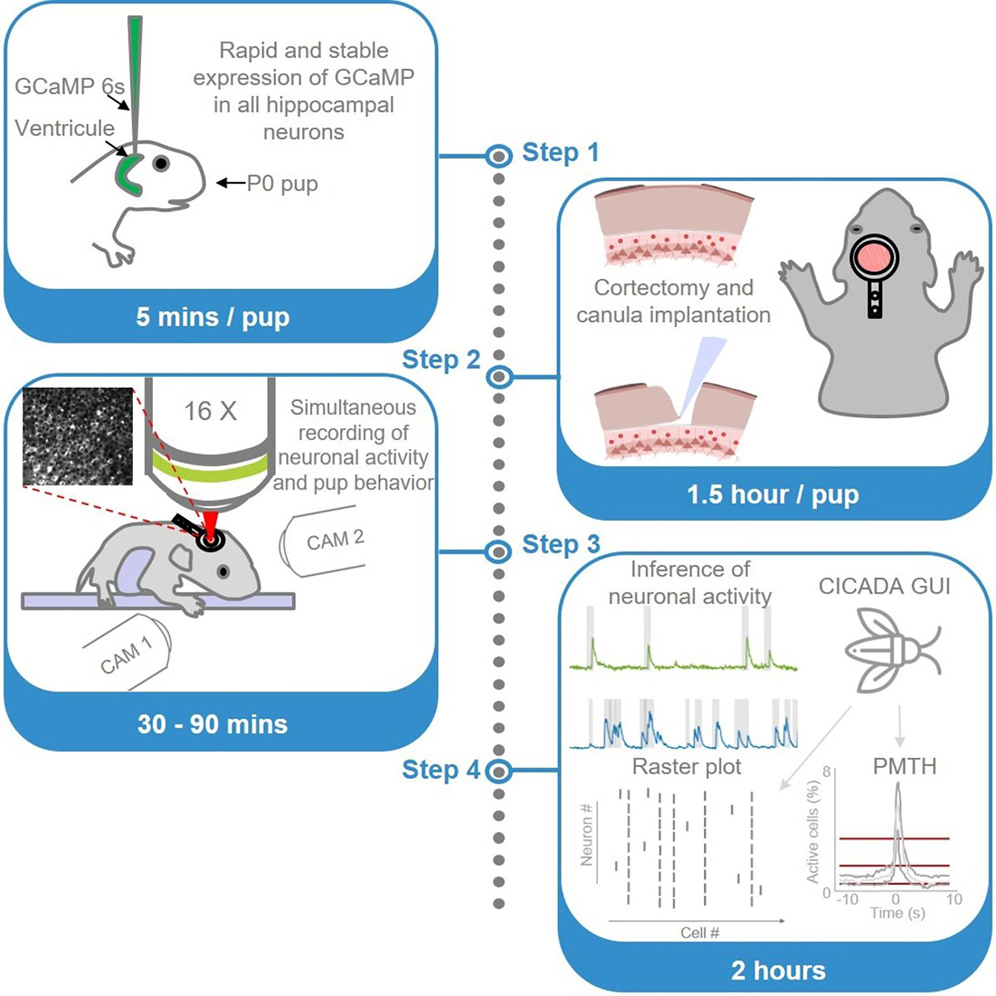 Cell Press: STAR Protocols