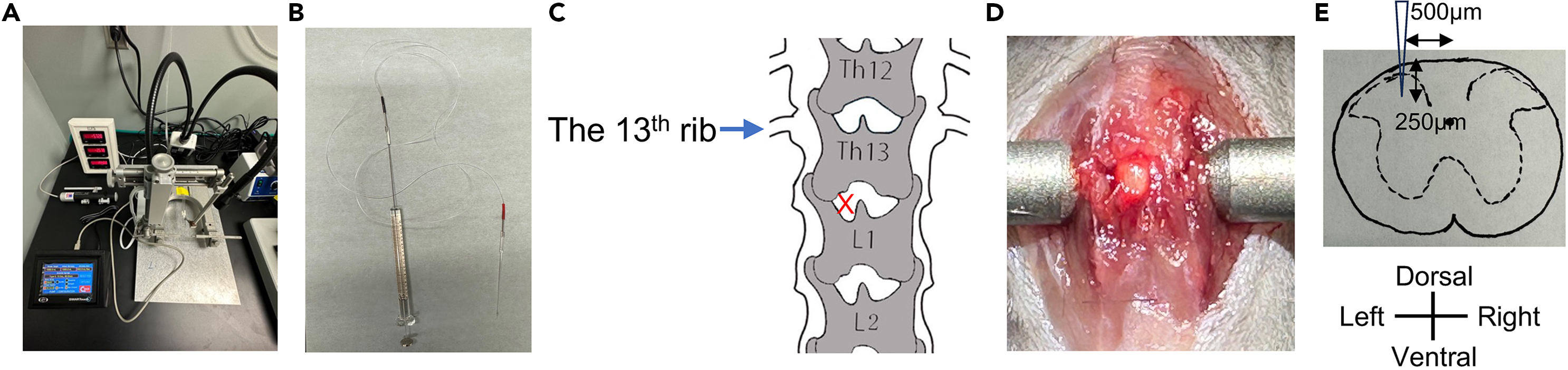 Cell Press: STAR Protocols
