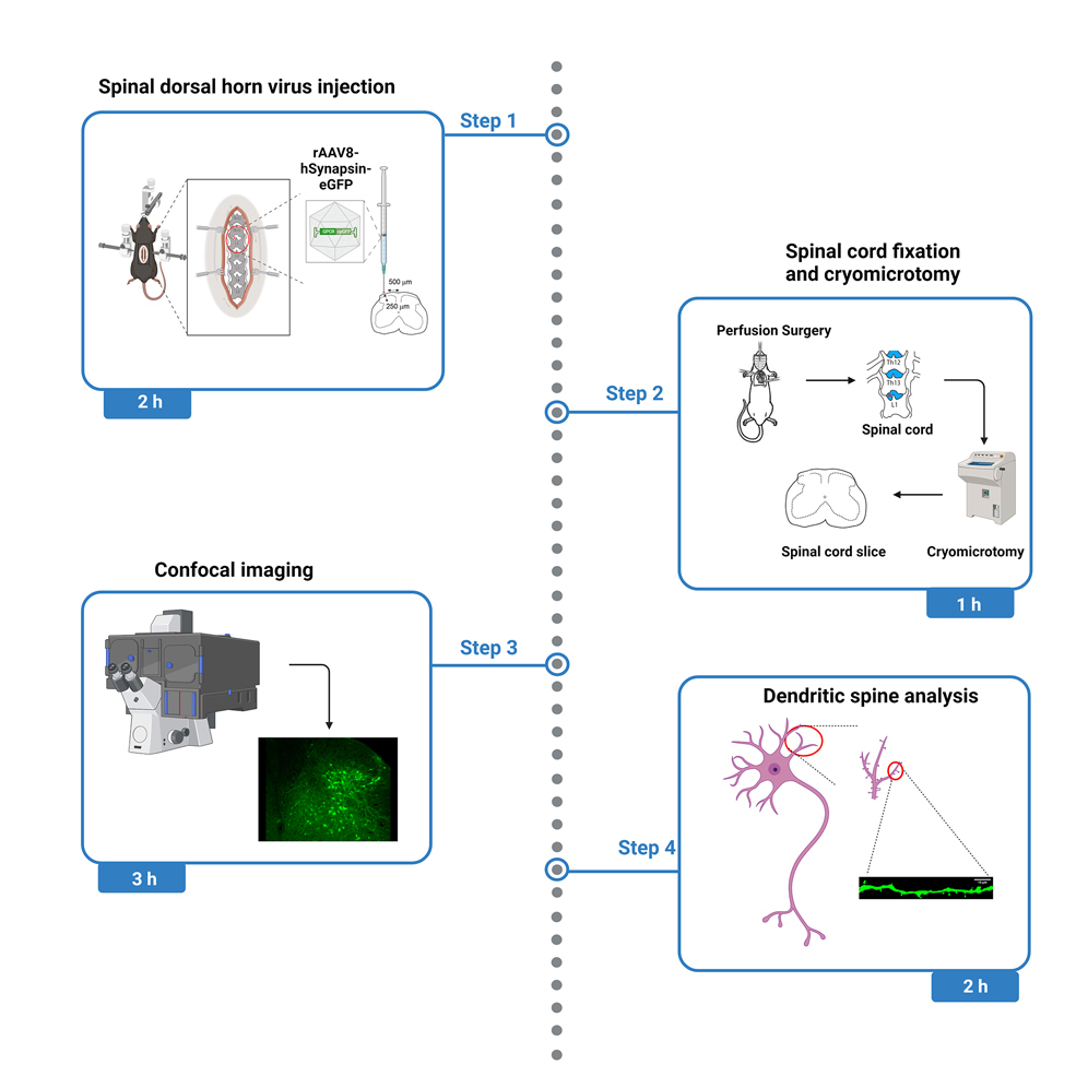 Cell Press: STAR Protocols