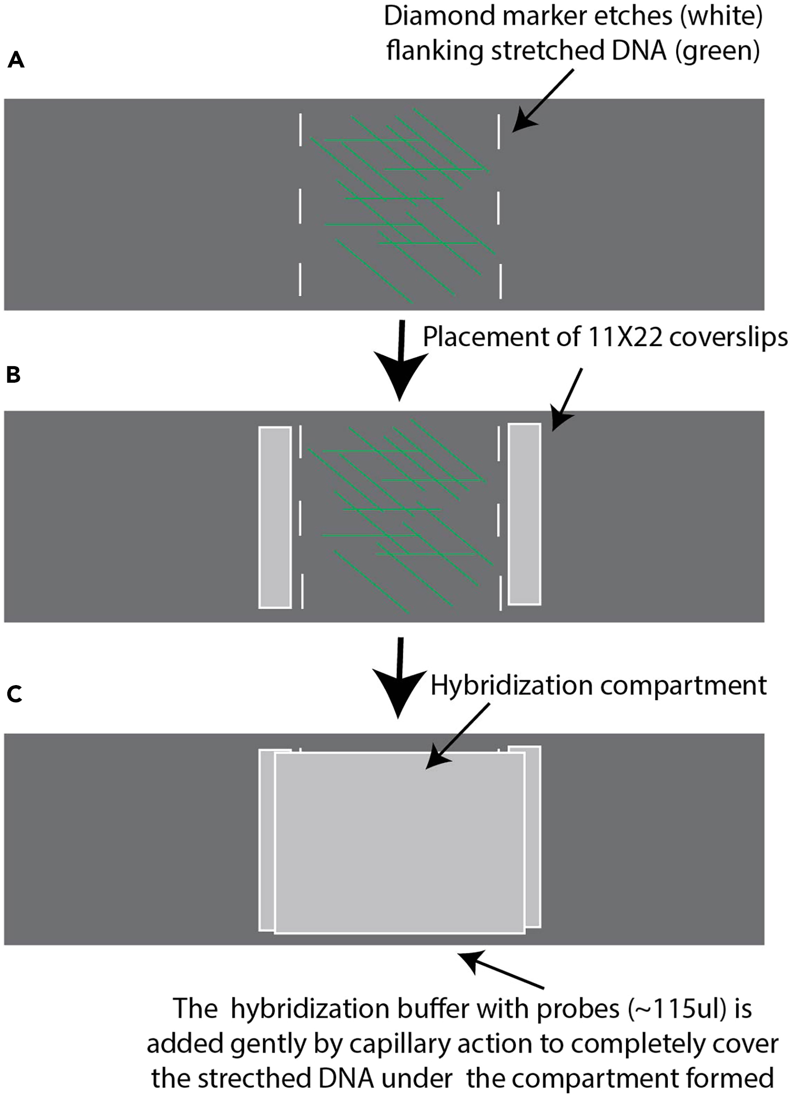 Cell Press: STAR Protocols