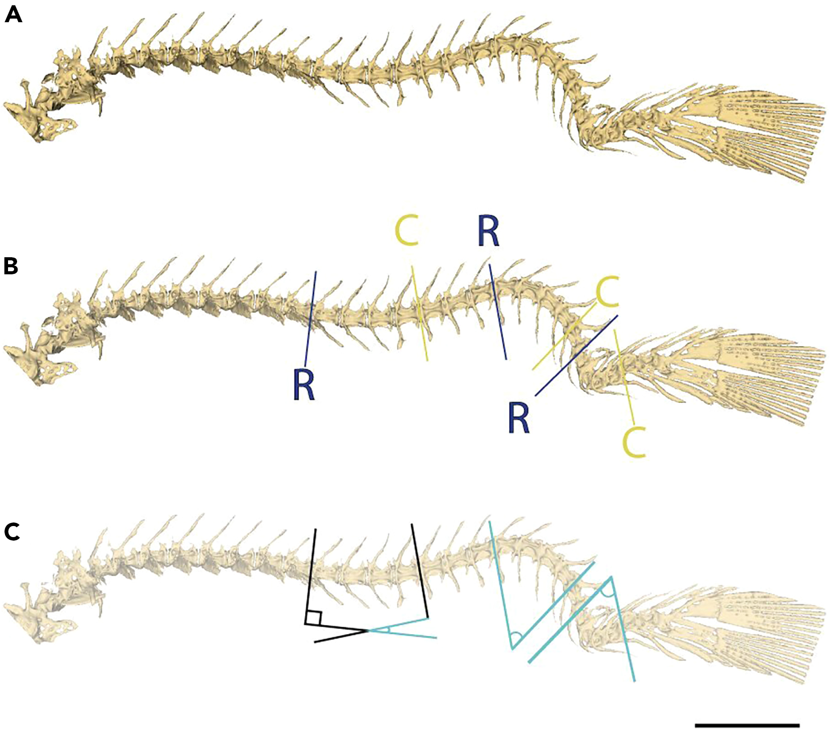 Cell Press: STAR Protocols
