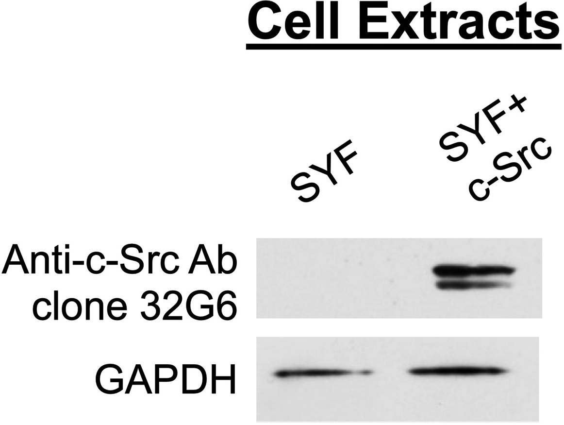 Cell Press: STAR Protocols