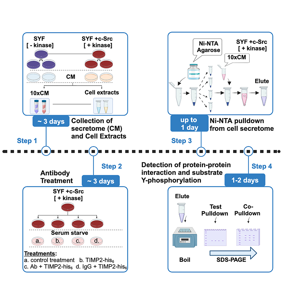 Cell Press: STAR Protocols