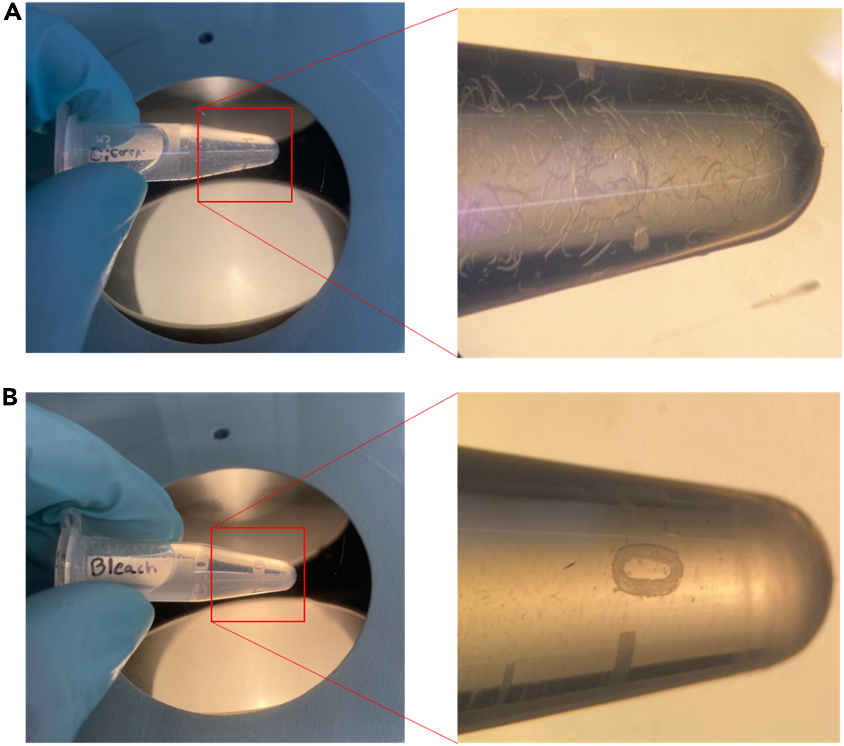 Cell Press: STAR Protocols