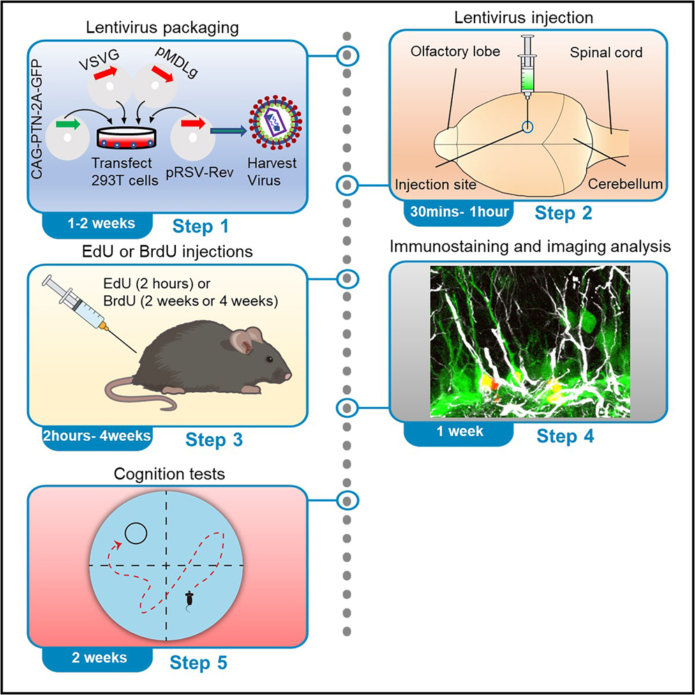 Cell Press: STAR Protocols