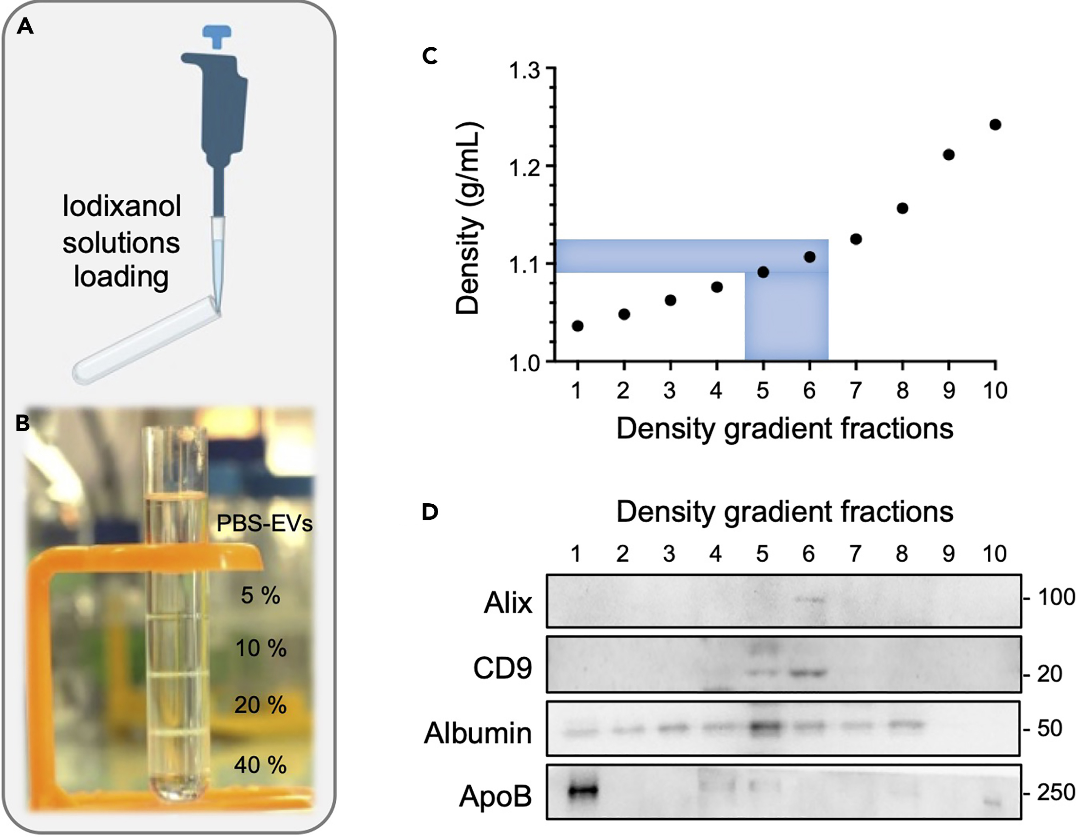 Cell Press: STAR Protocols