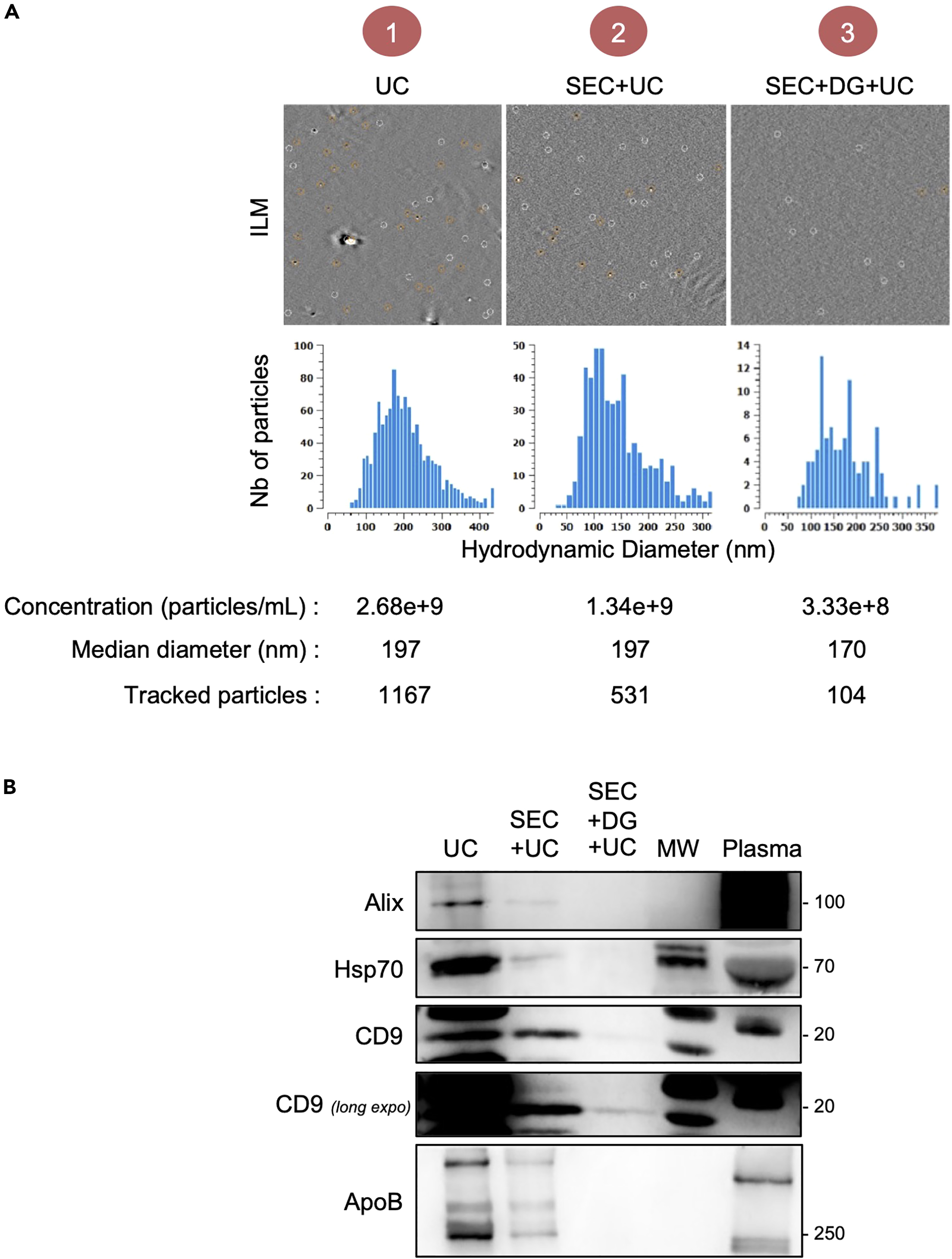 Cell Press: STAR Protocols