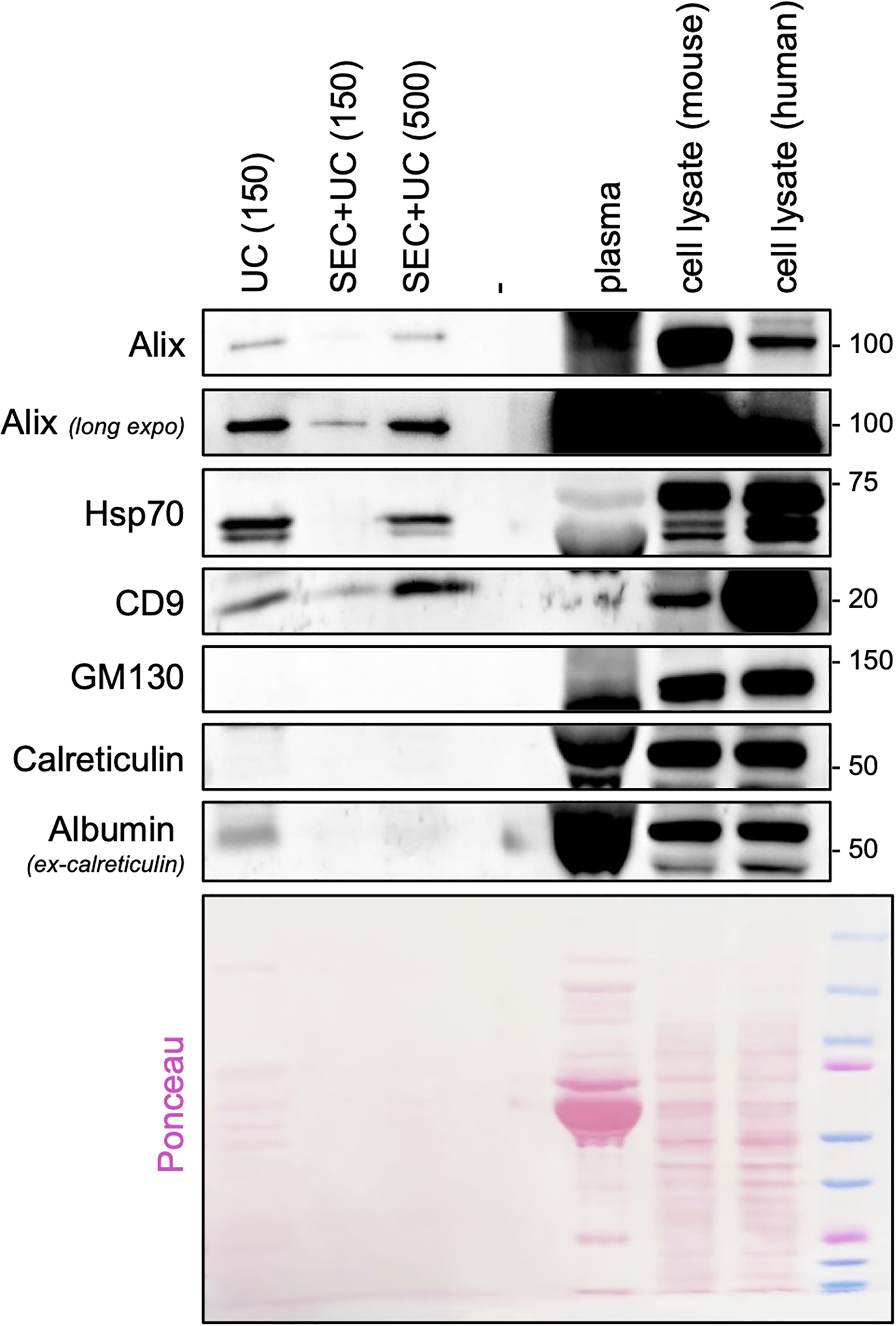 Cell Press: STAR Protocols