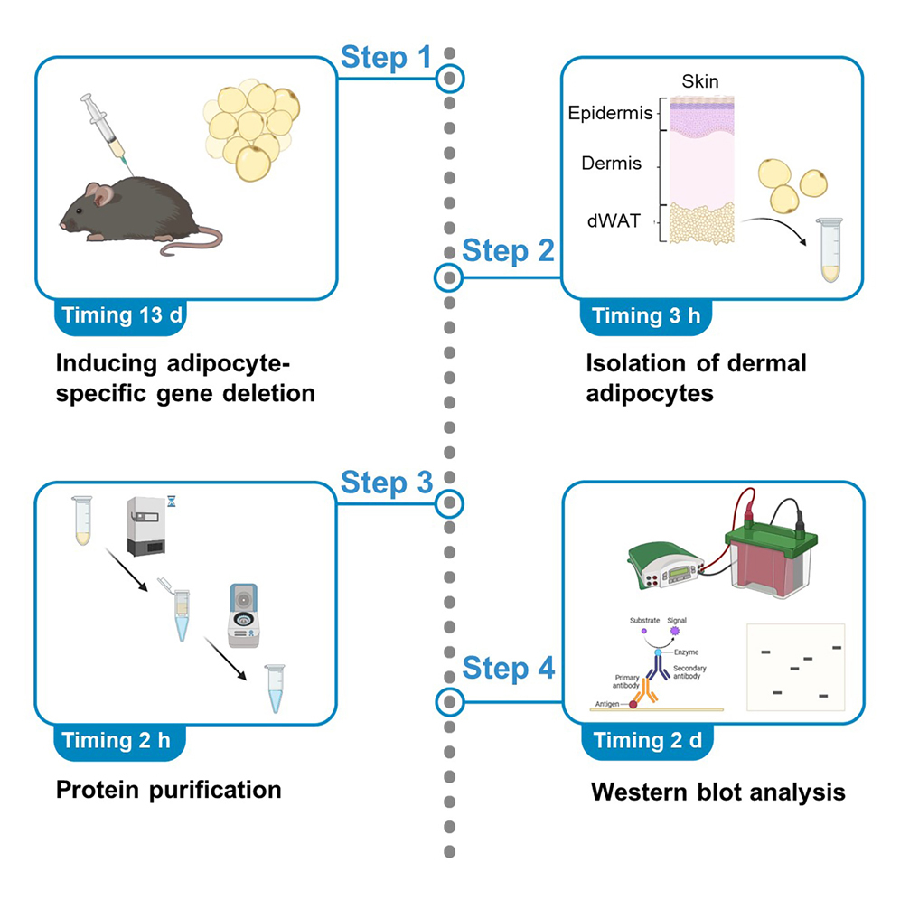 Cell Press: STAR Protocols