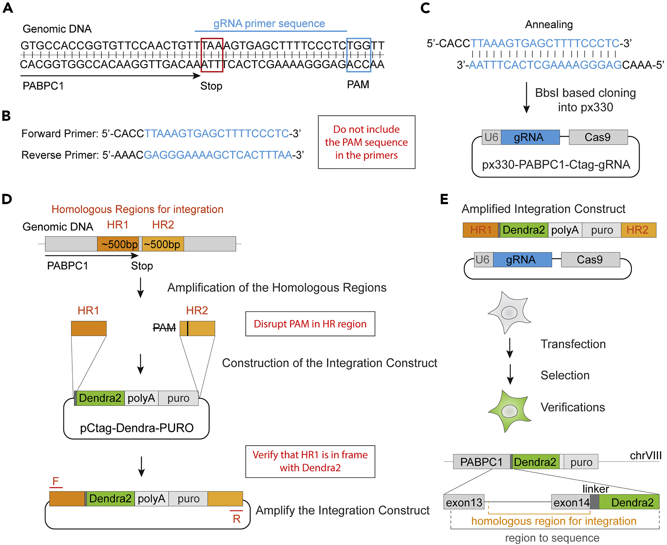 Cell Press: STAR Protocols