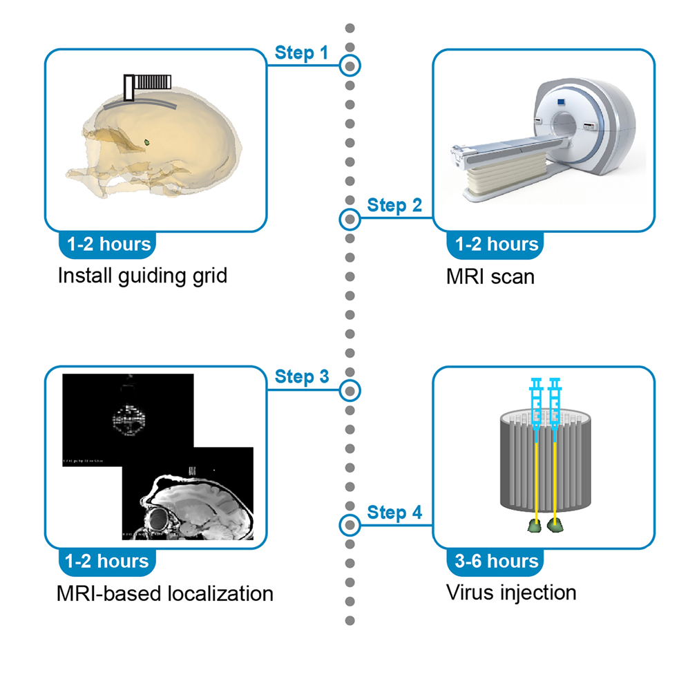 Cell Press: STAR Protocols
