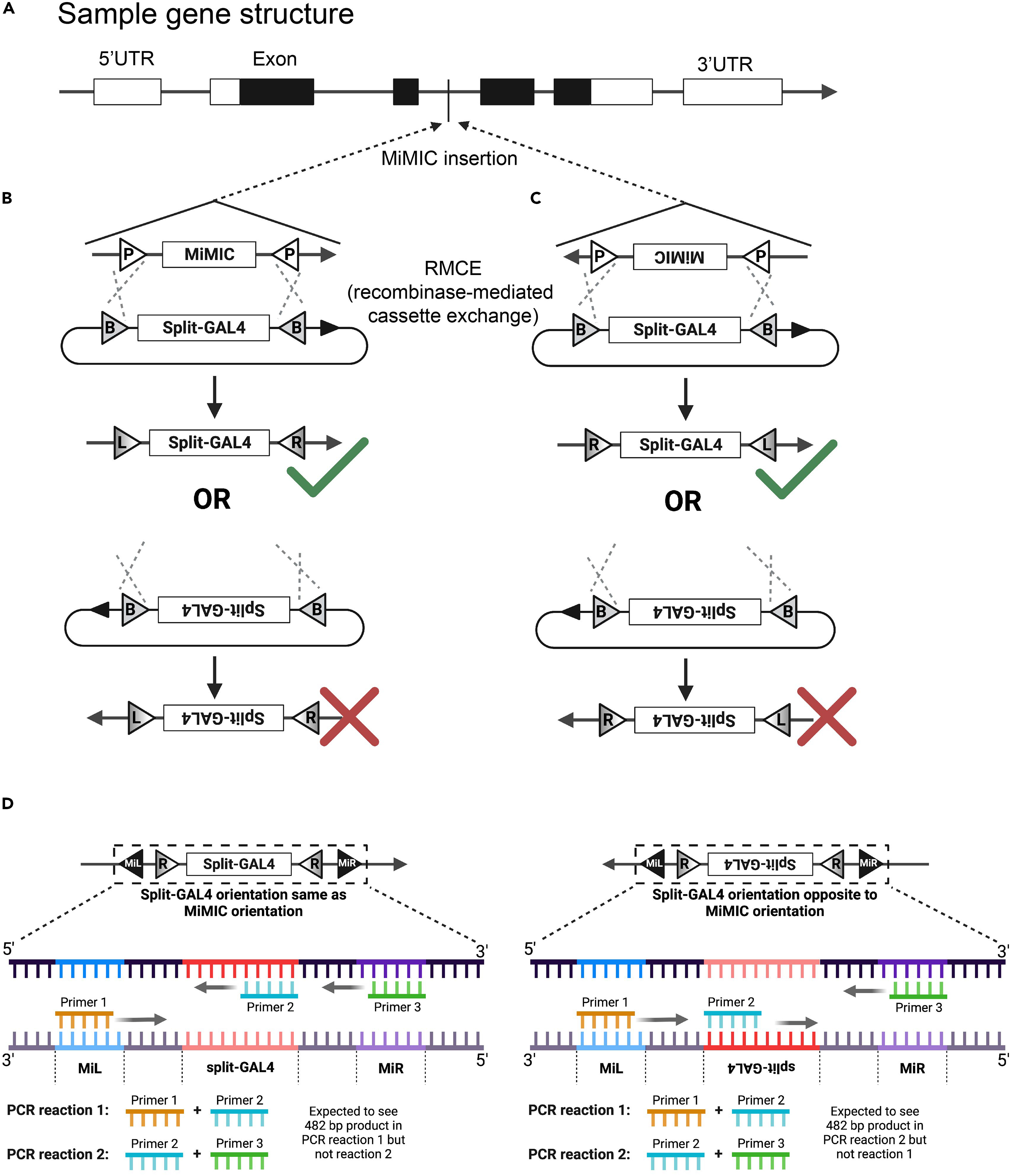 Cell Press: STAR Protocols