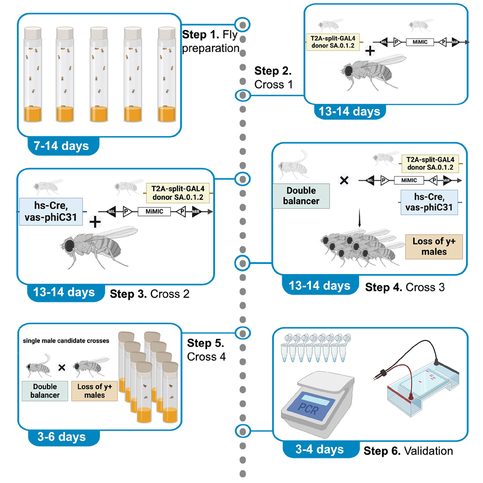 Cell Press: STAR Protocols