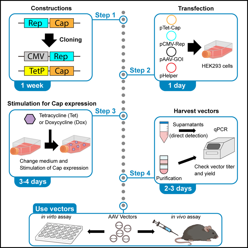 Cell Press: STAR Protocols