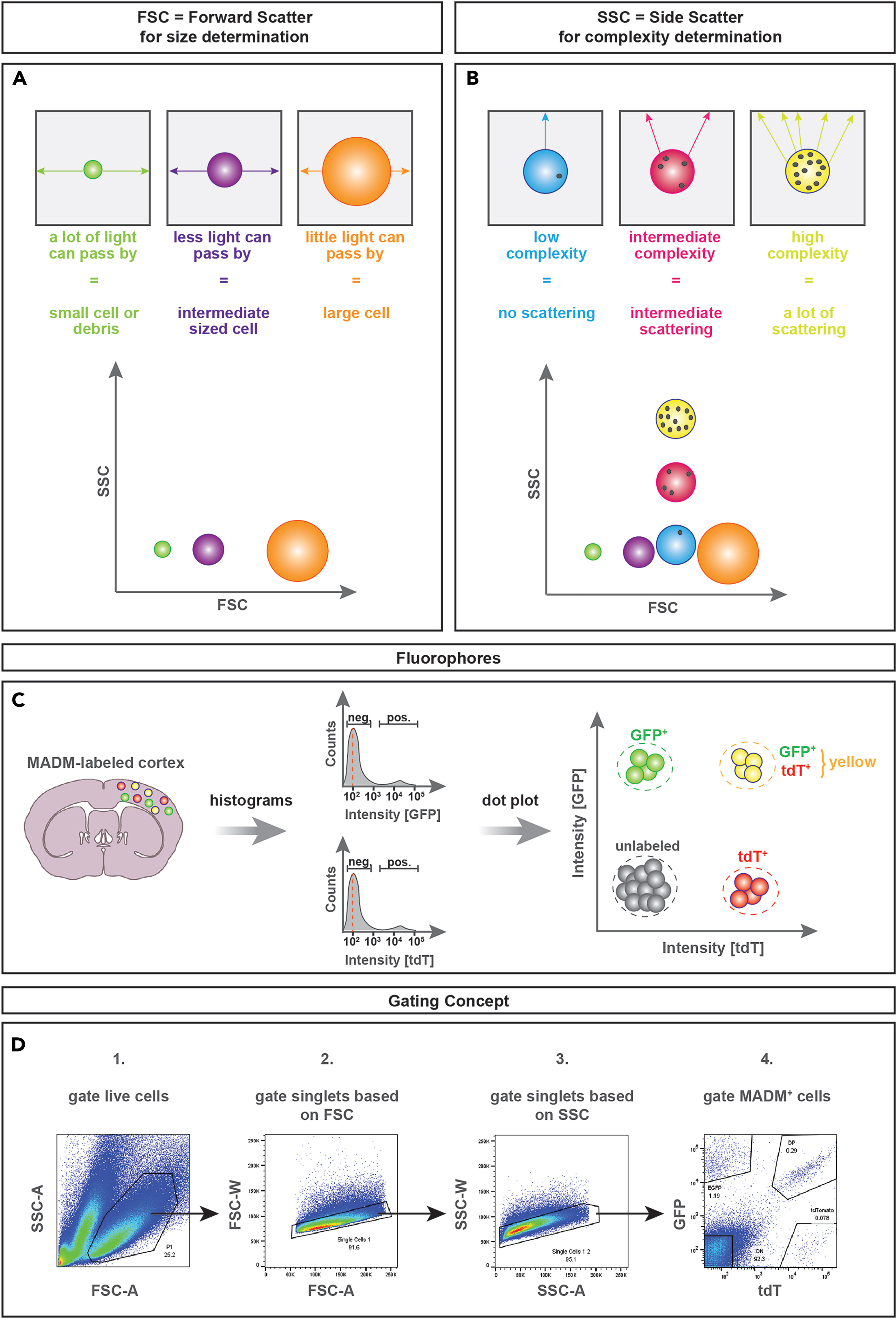 Cell Press: STAR Protocols