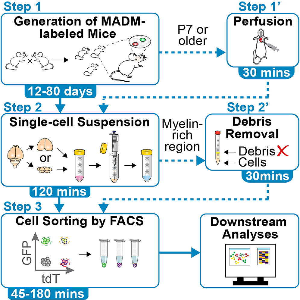Cell Press: STAR Protocols