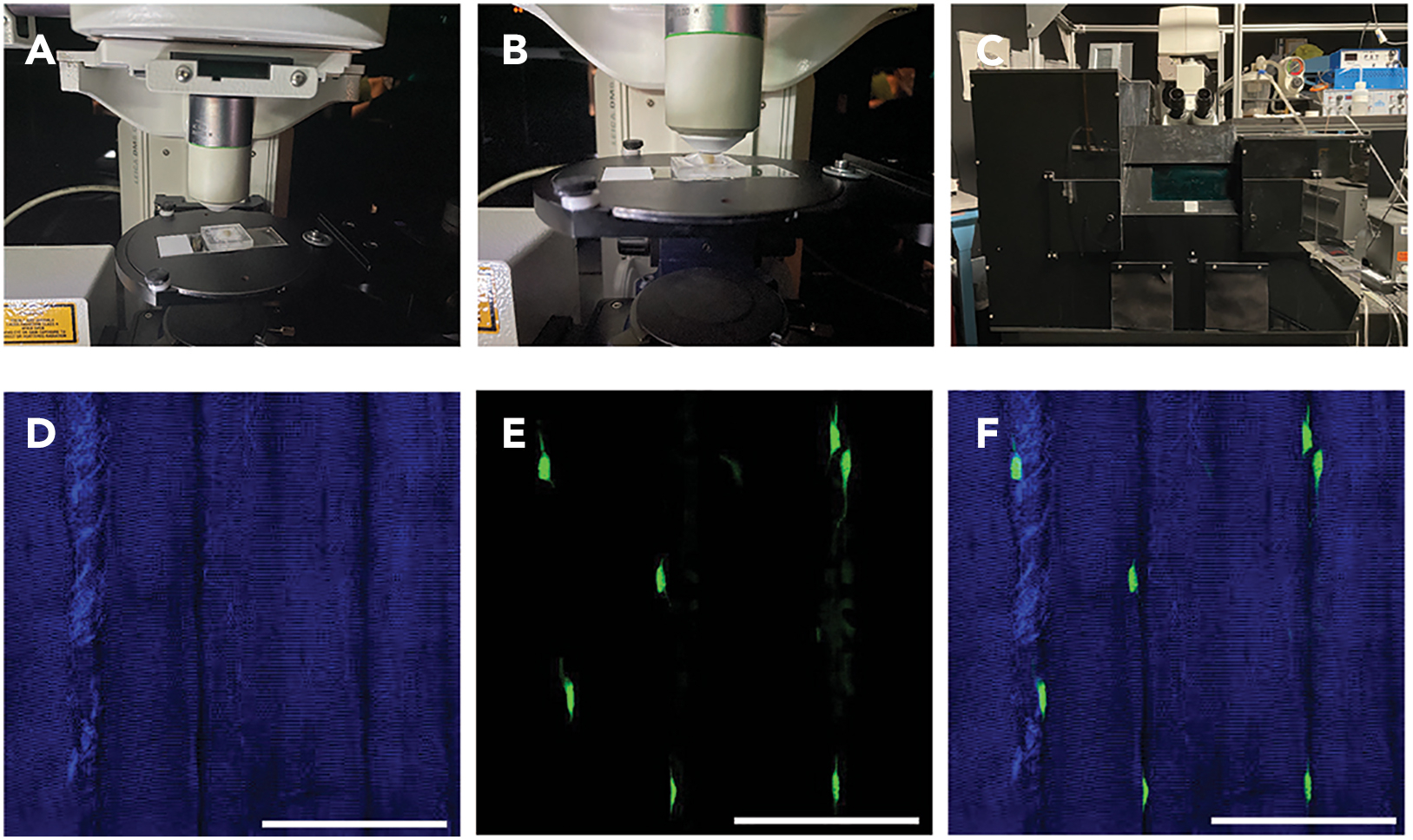 Cell Press: STAR Protocols