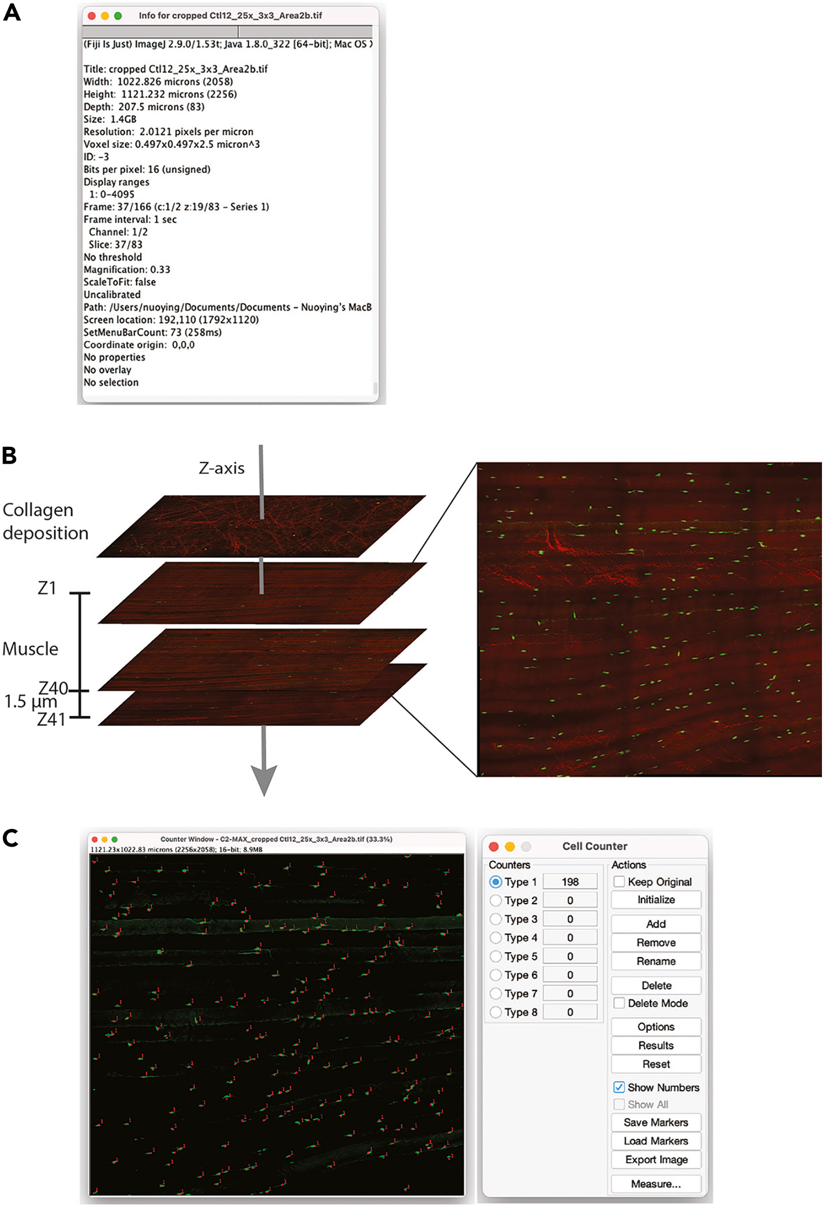 Cell Press: STAR Protocols