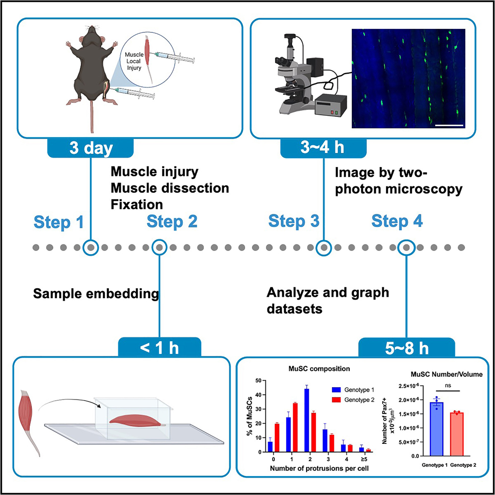 Cell Press: STAR Protocols
