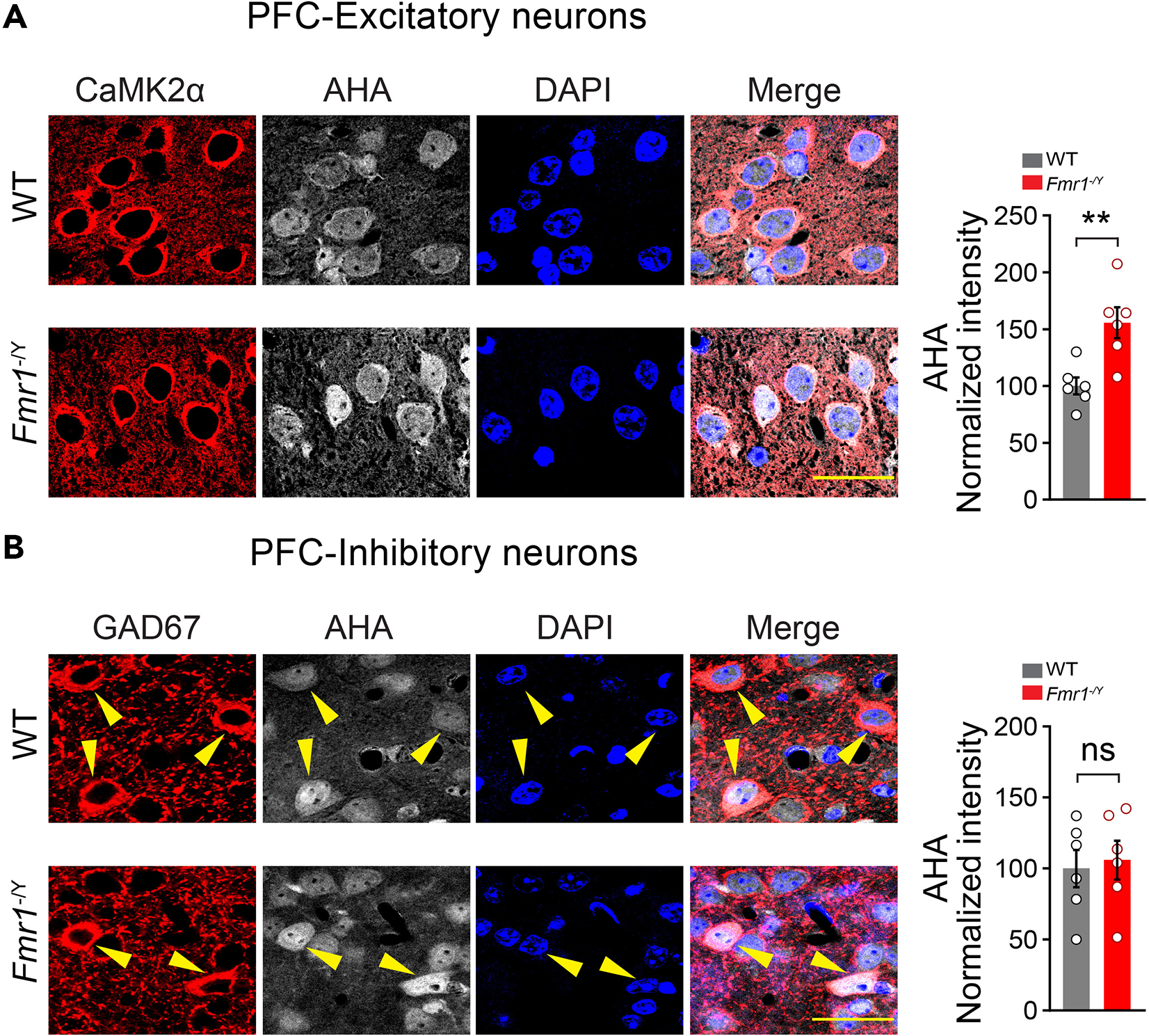 Cell Press: STAR Protocols