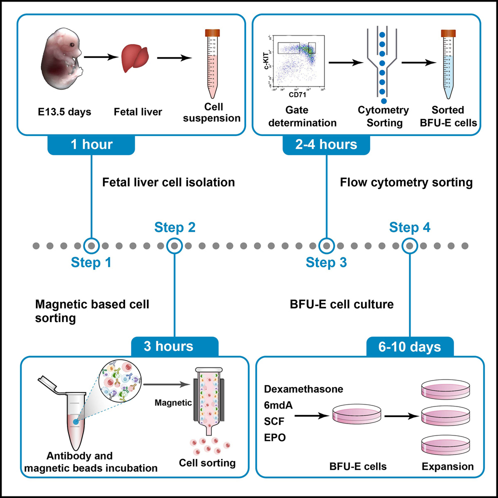 Cell Press: STAR Protocols