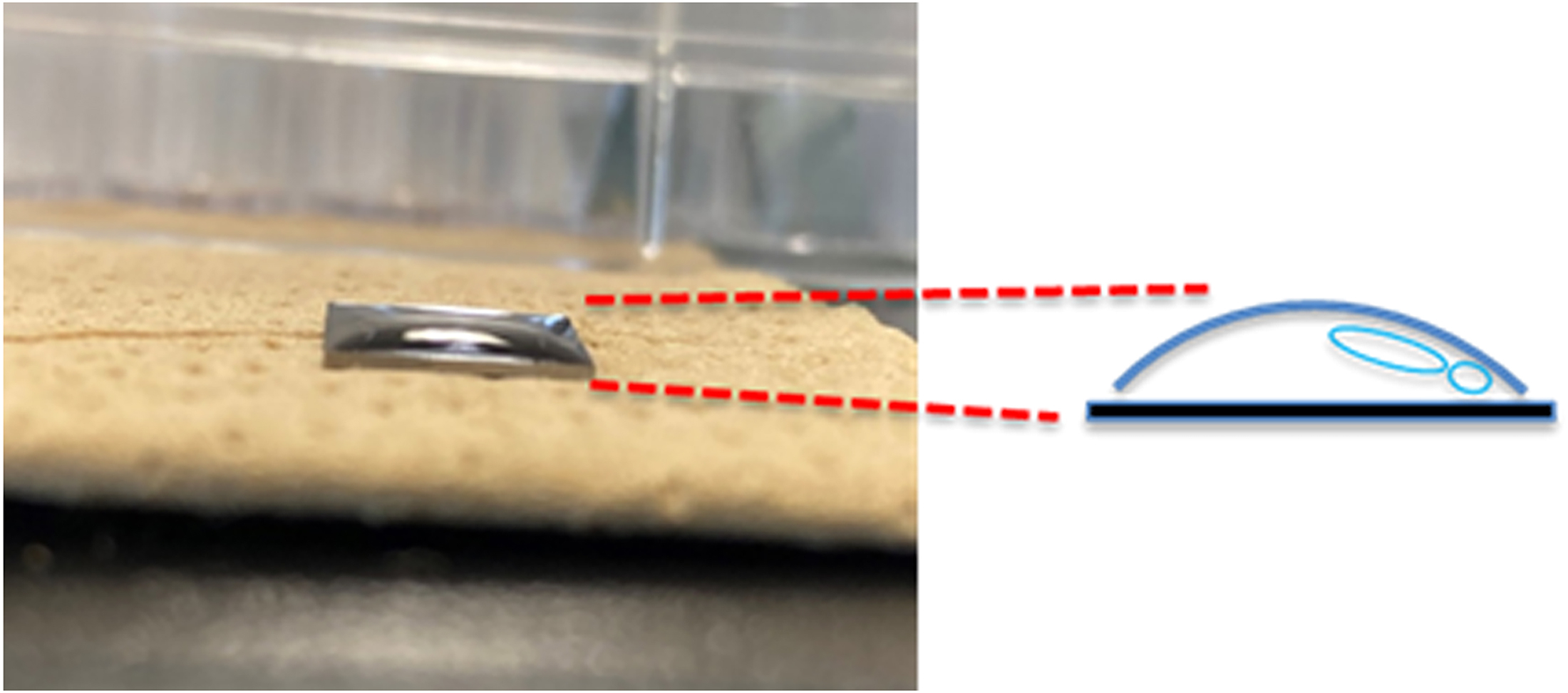 Cell Press: STAR Protocols
