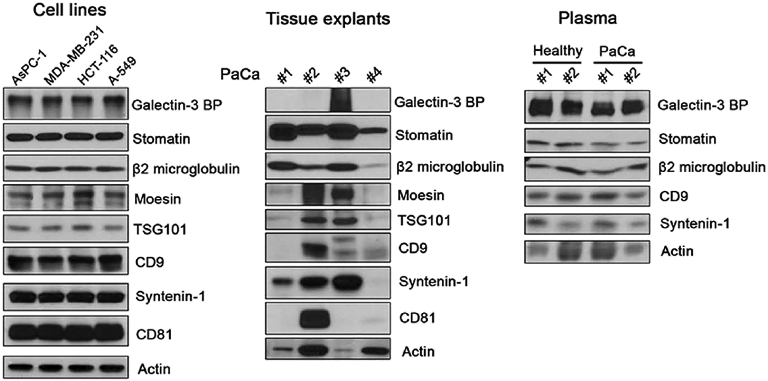 Cell Press: STAR Protocols