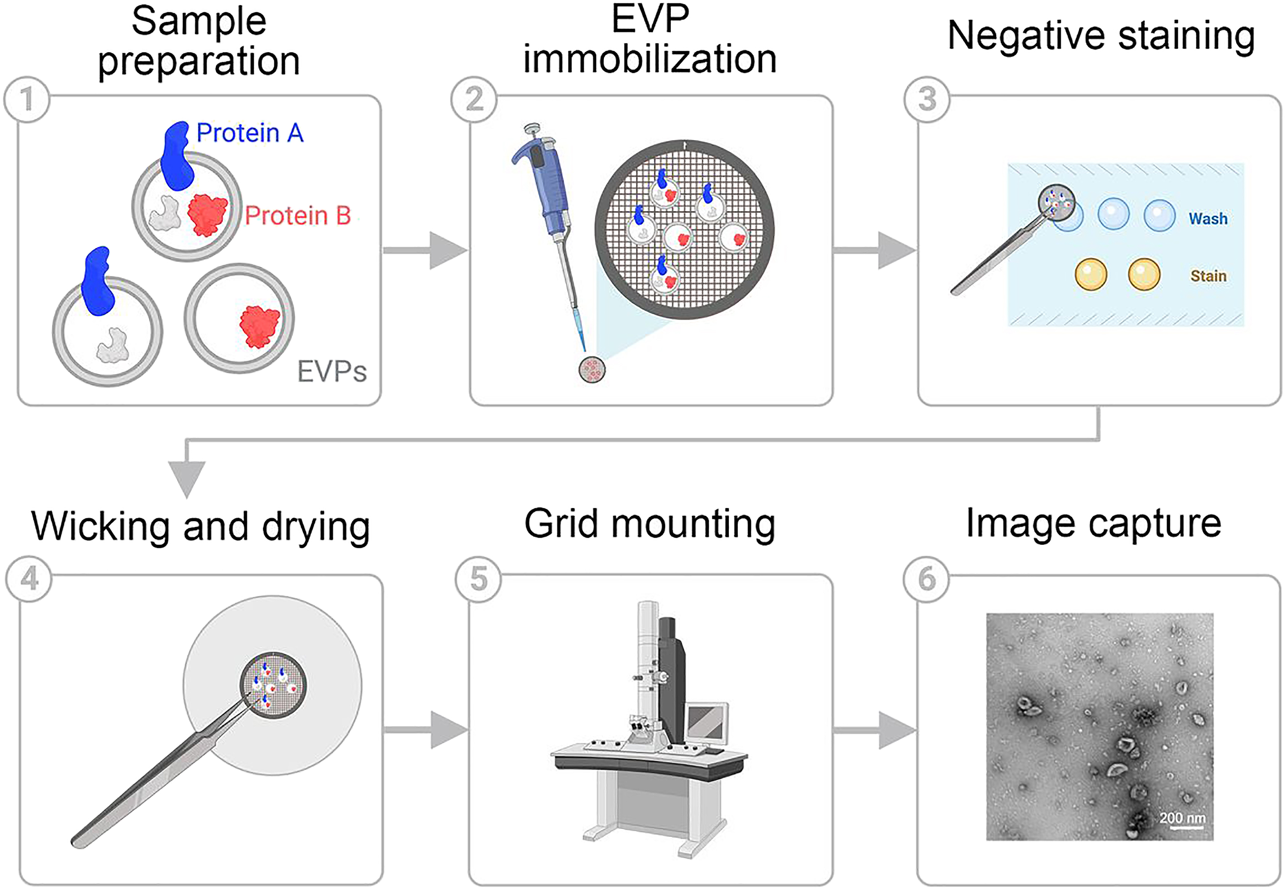 Cell Press: STAR Protocols