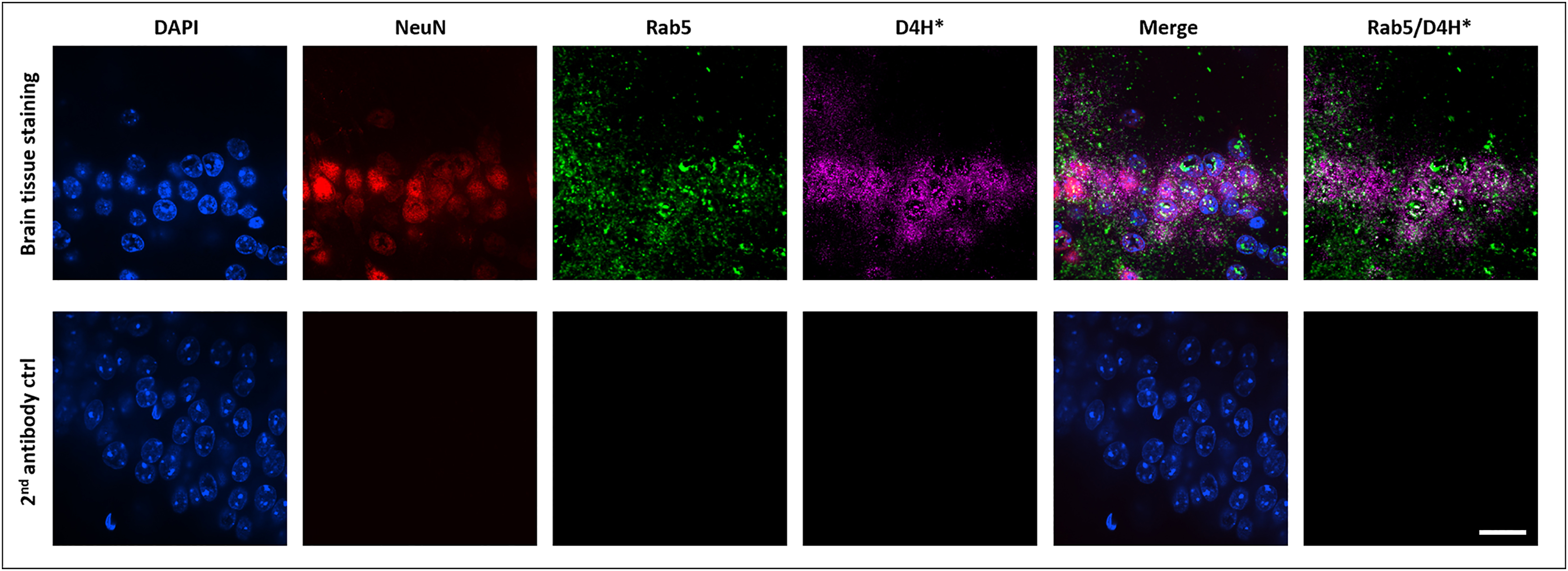Cell Press: STAR Protocols