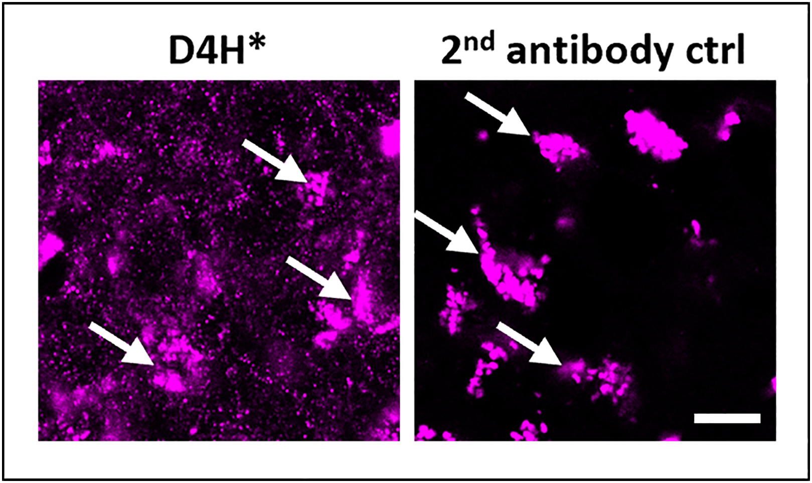 Cell Press: STAR Protocols