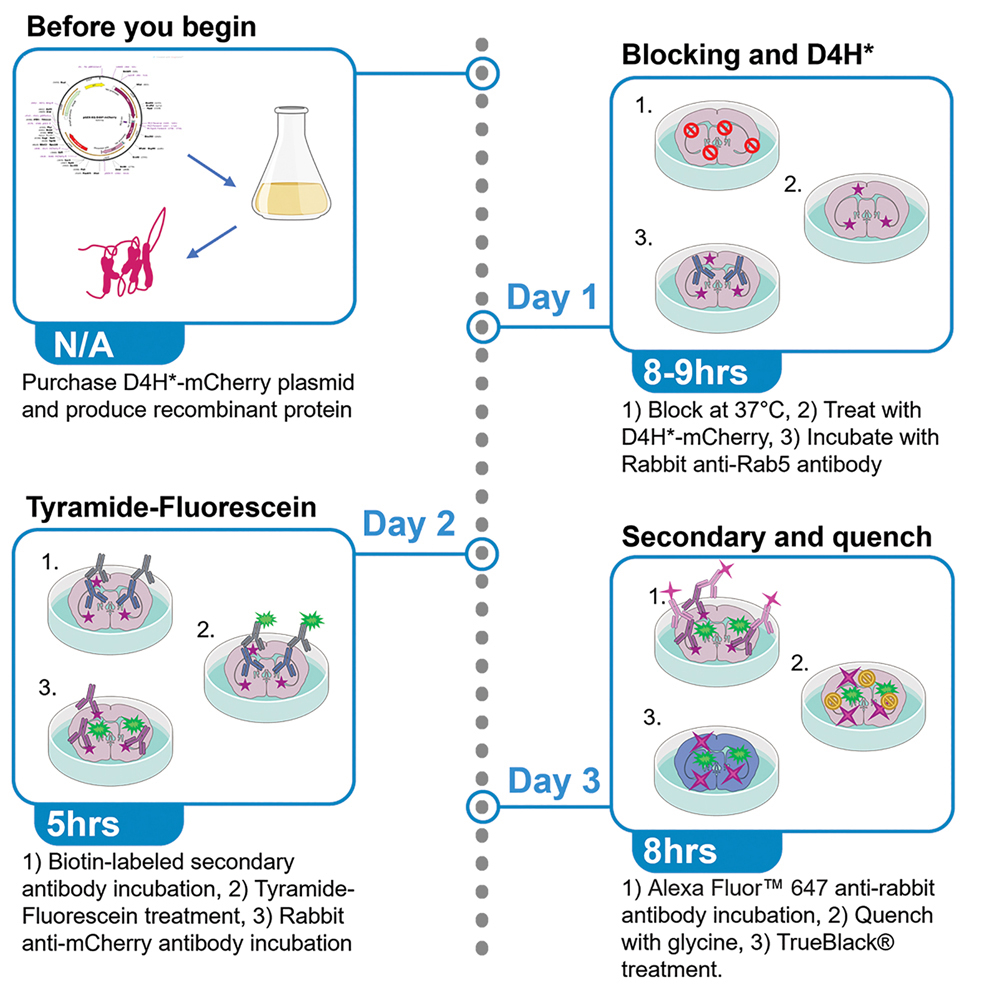 Cell Press: STAR Protocols