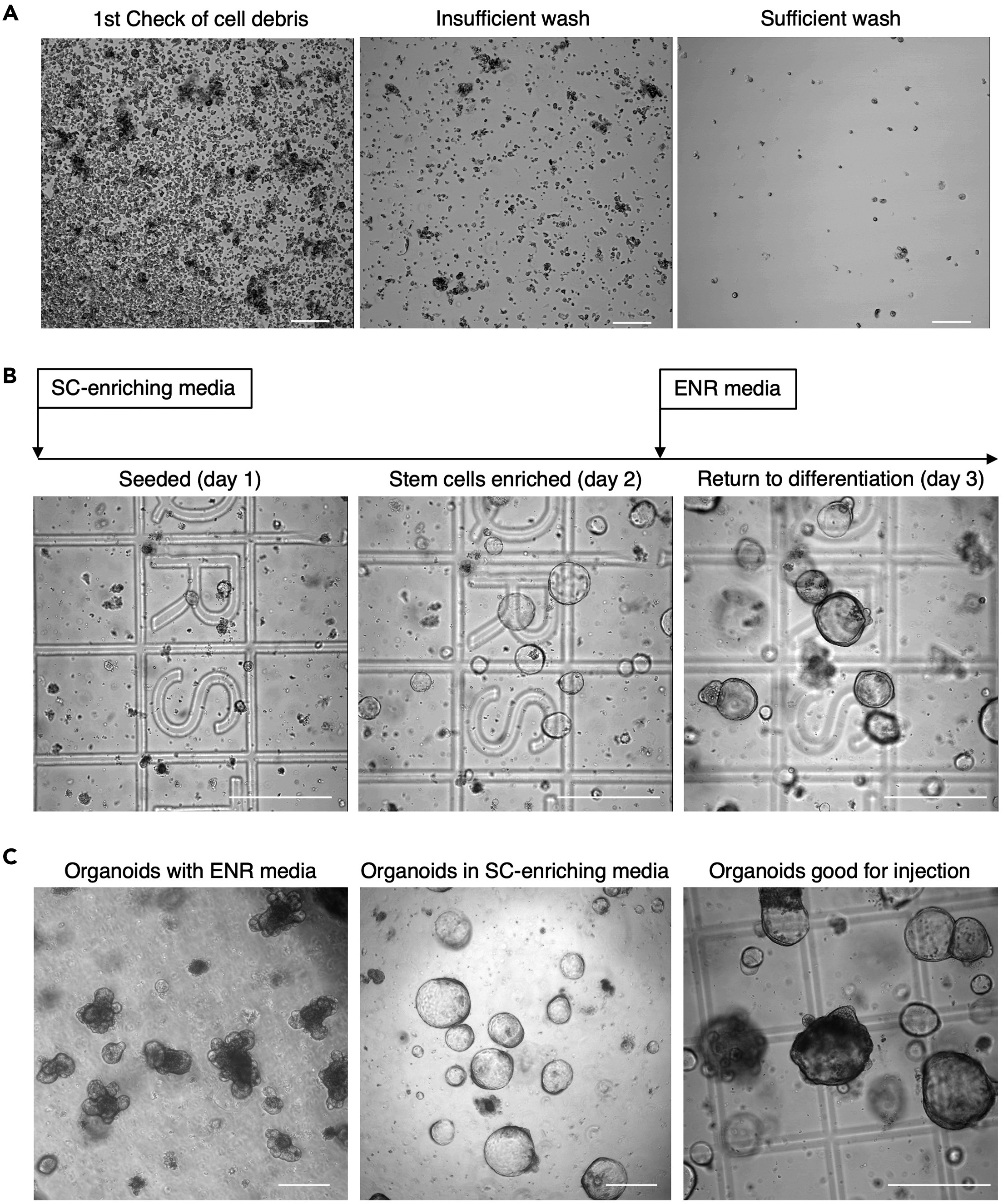 Cell Press: STAR Protocols