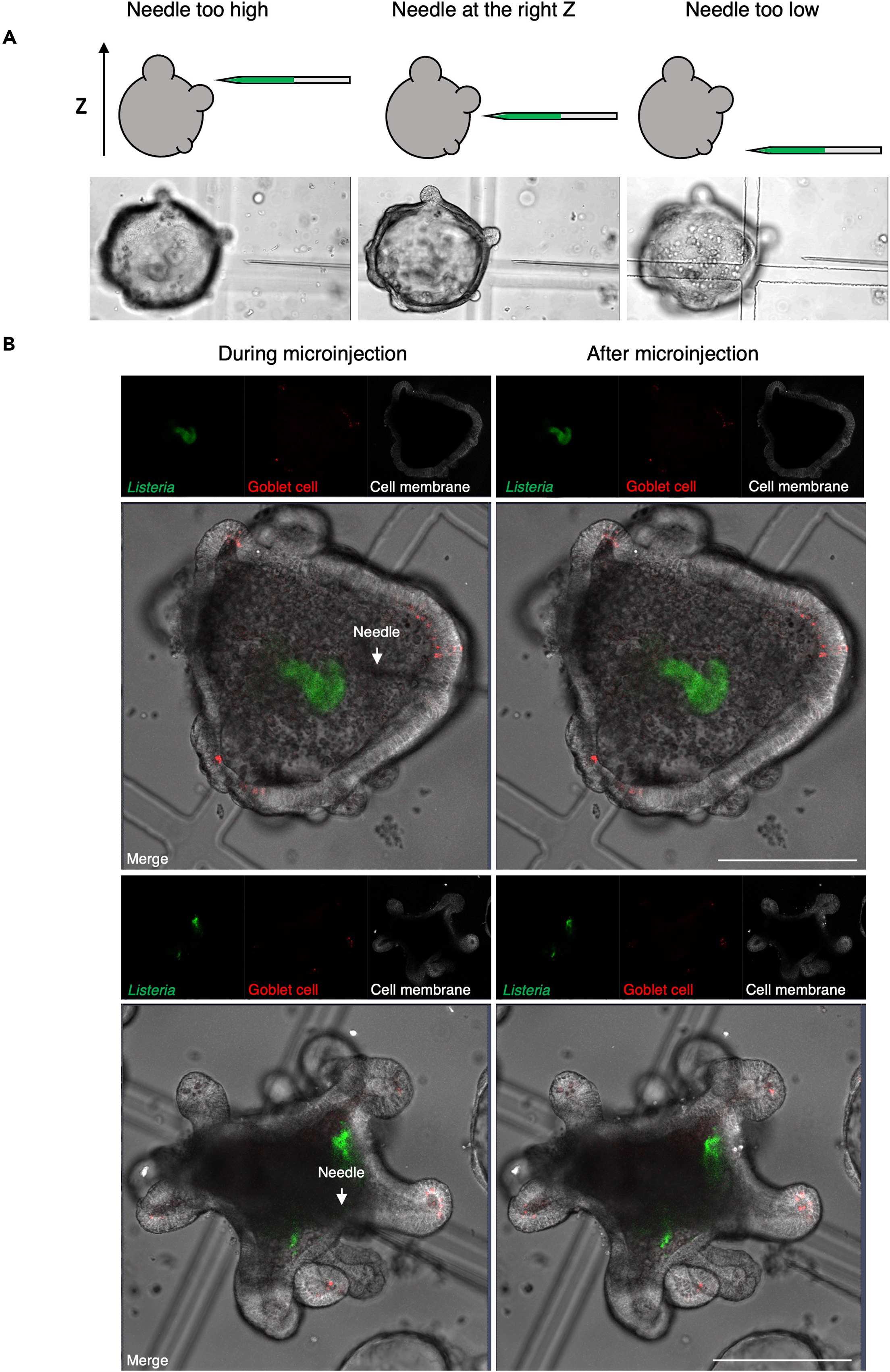 Cell Press: STAR Protocols