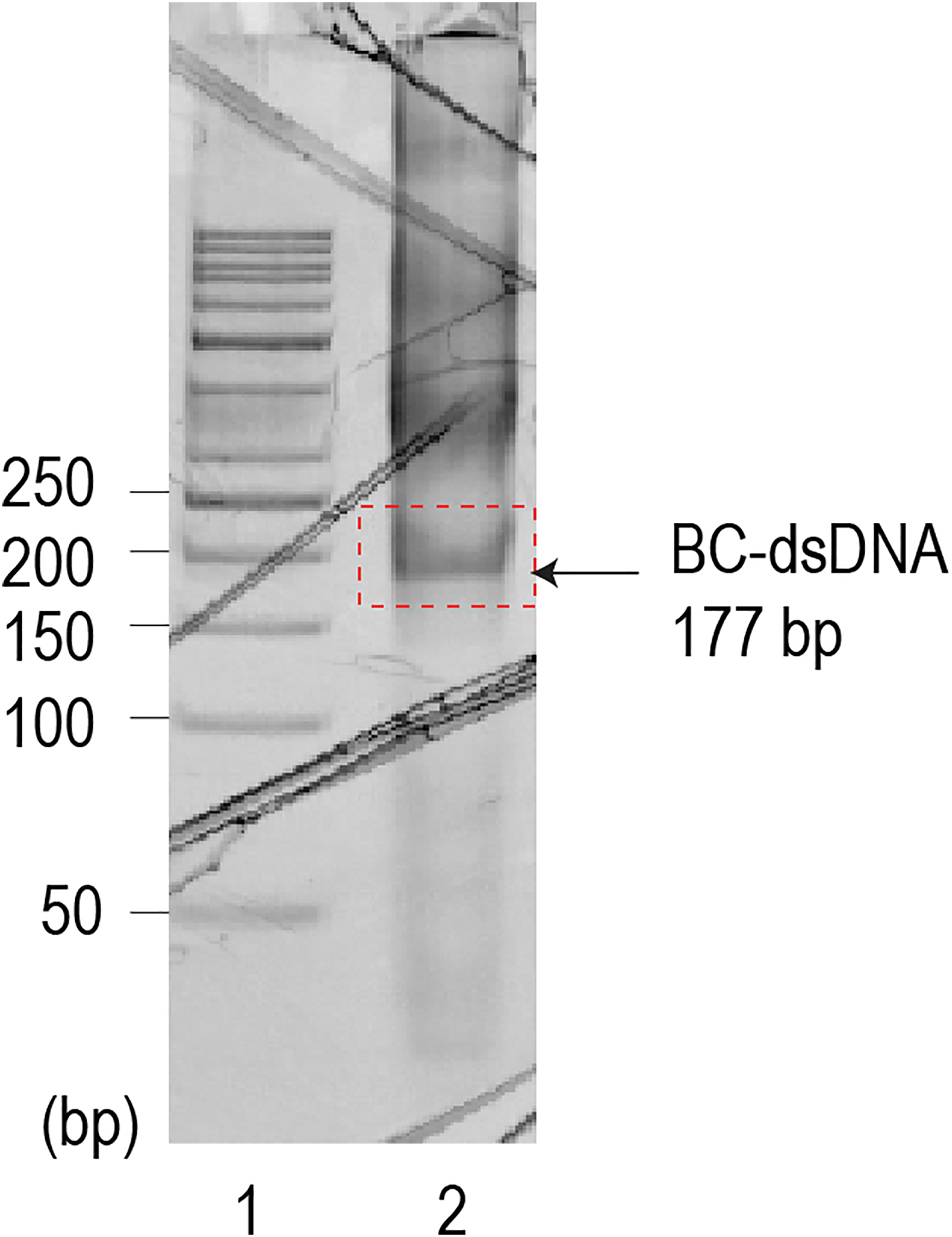 Cell Press: STAR Protocols