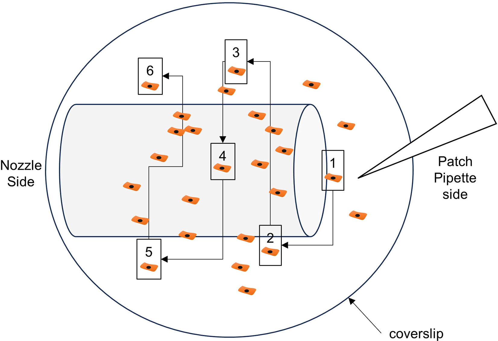 Cell Press: STAR Protocols