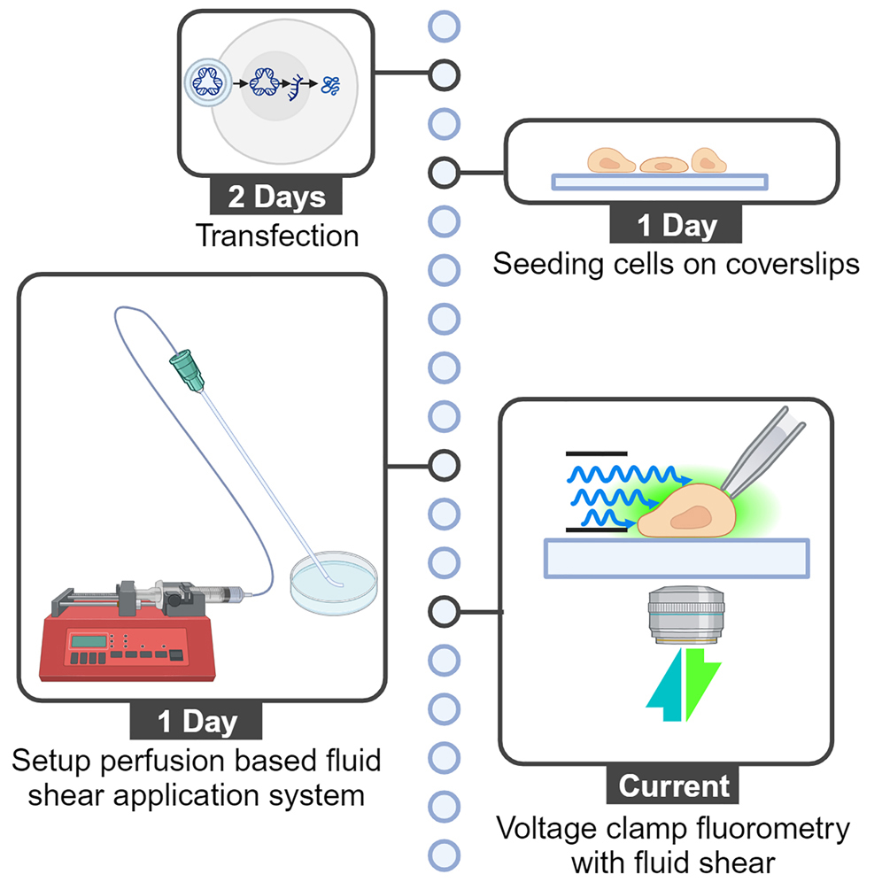Cell Press: STAR Protocols