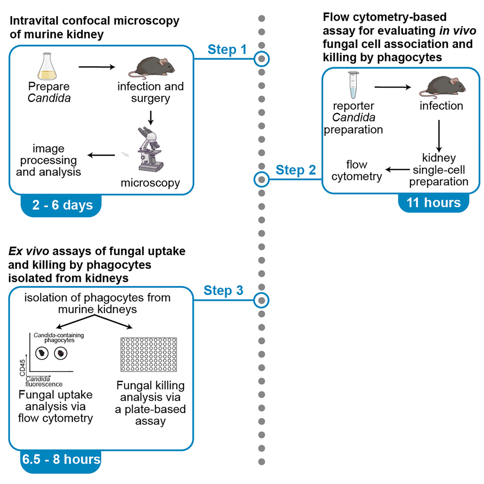 Cell Press: STAR Protocols