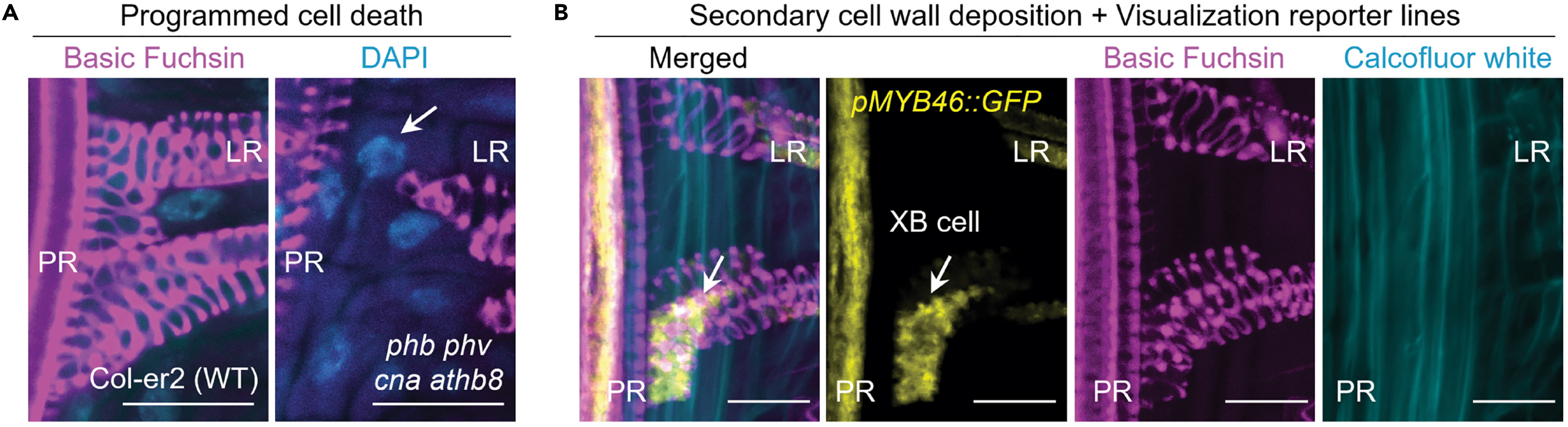 Cell Press: STAR Protocols